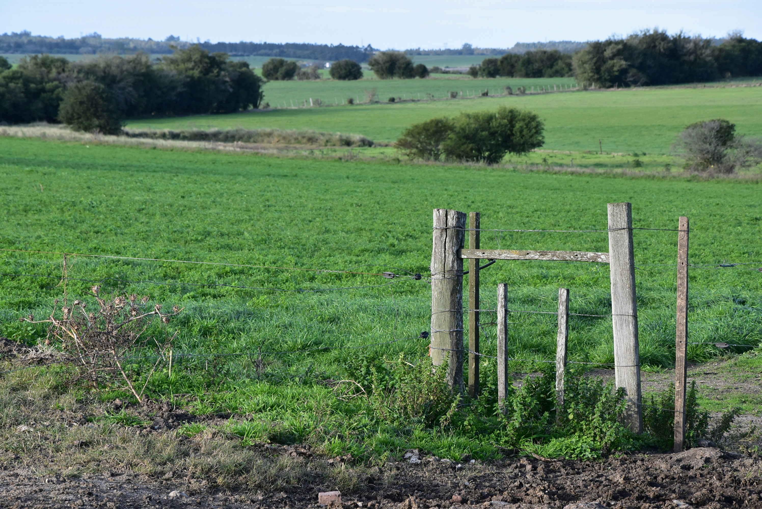 Valla de madera marrón en campo de hierba verde durante el día foto ...