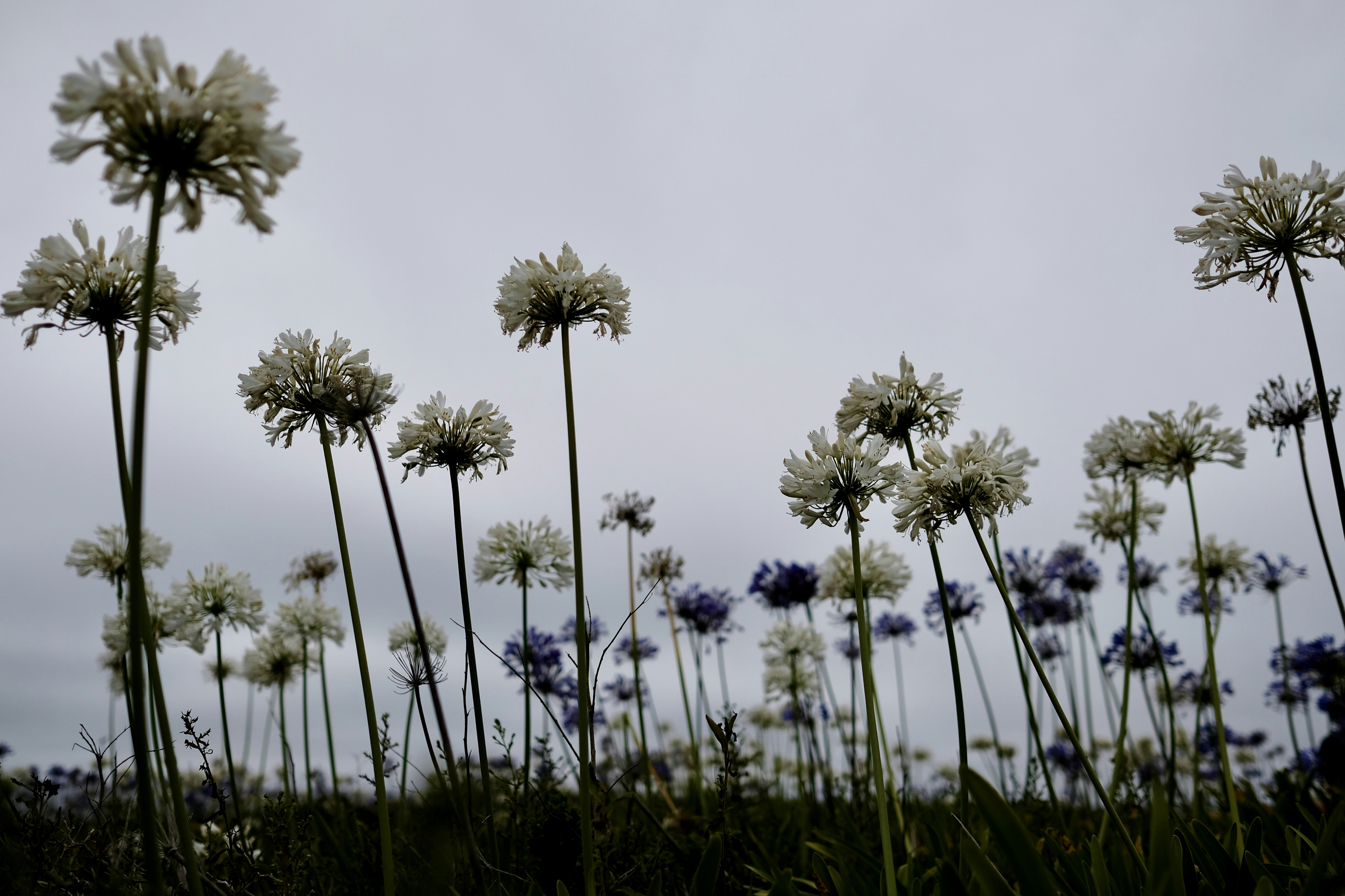 Field of delicate umbel-like blooms under a muted sky