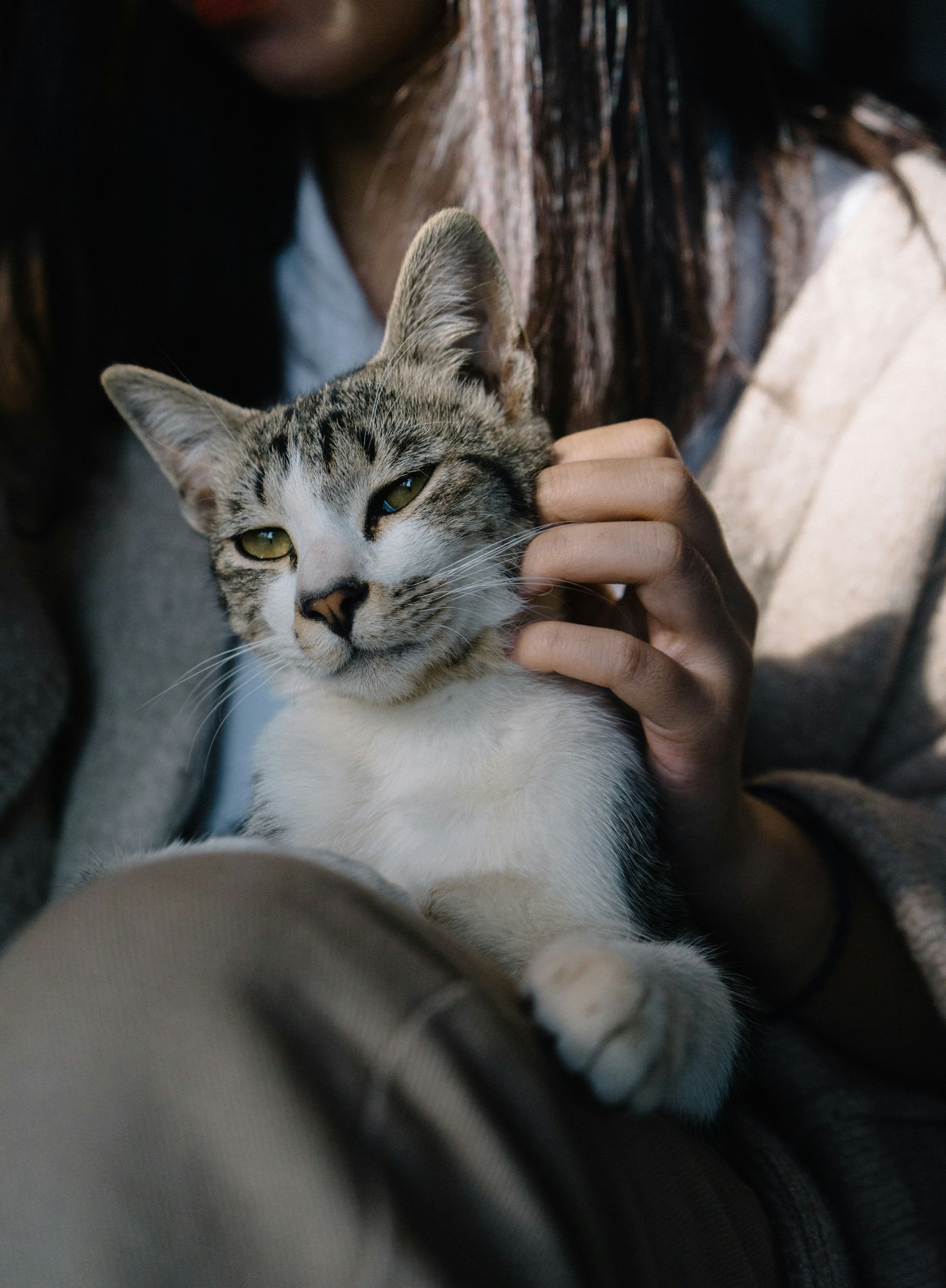 A relaxed cat being gently petted by a person, showcasing a serene moment of companionship. The soft lighting enhances the cozy atmosphere.