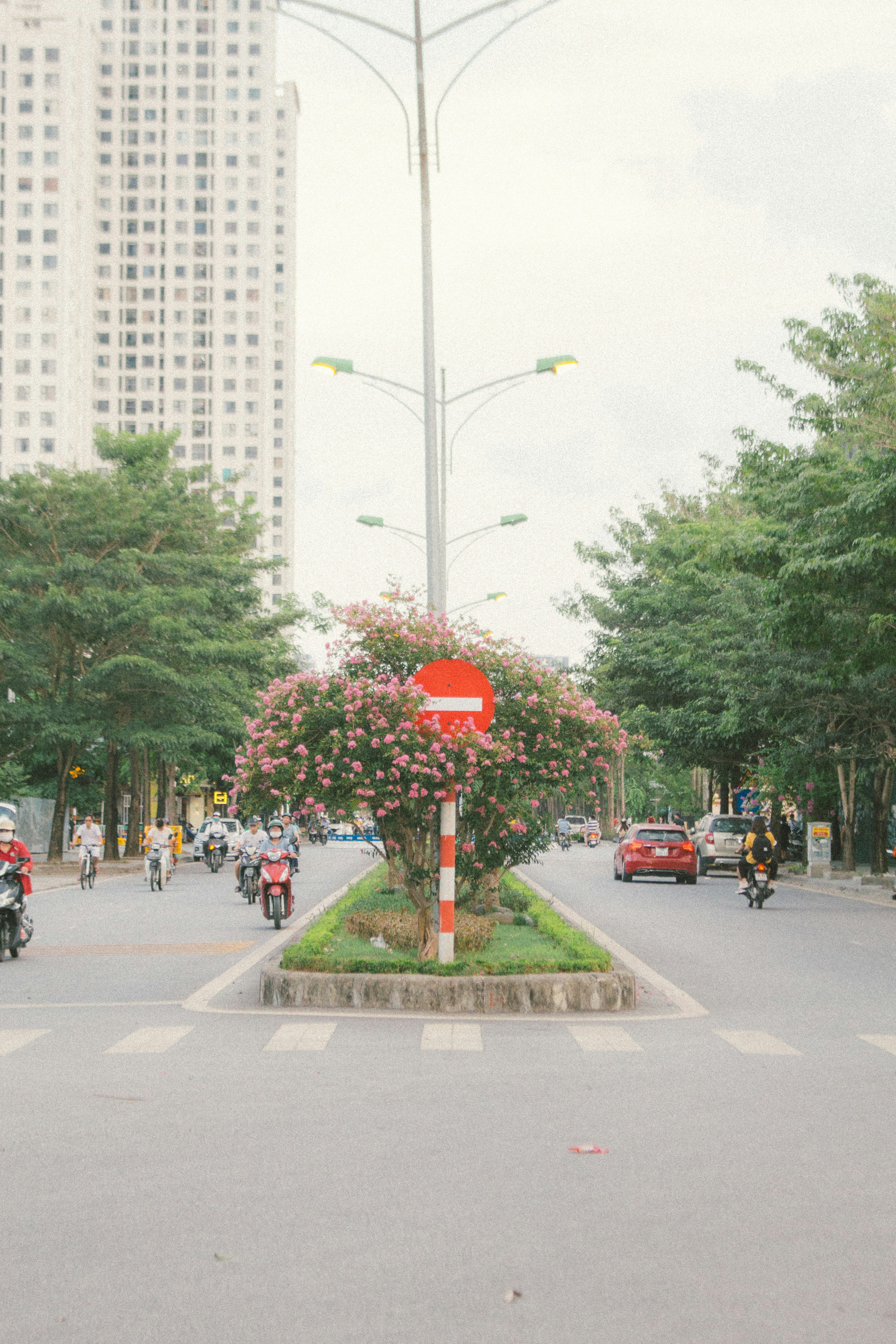 A vibrant pink flowering tree stands at the center of a busy intersection, surrounded by vehicles and tall buildings. The scene captures the coexistence of urban life and nature.