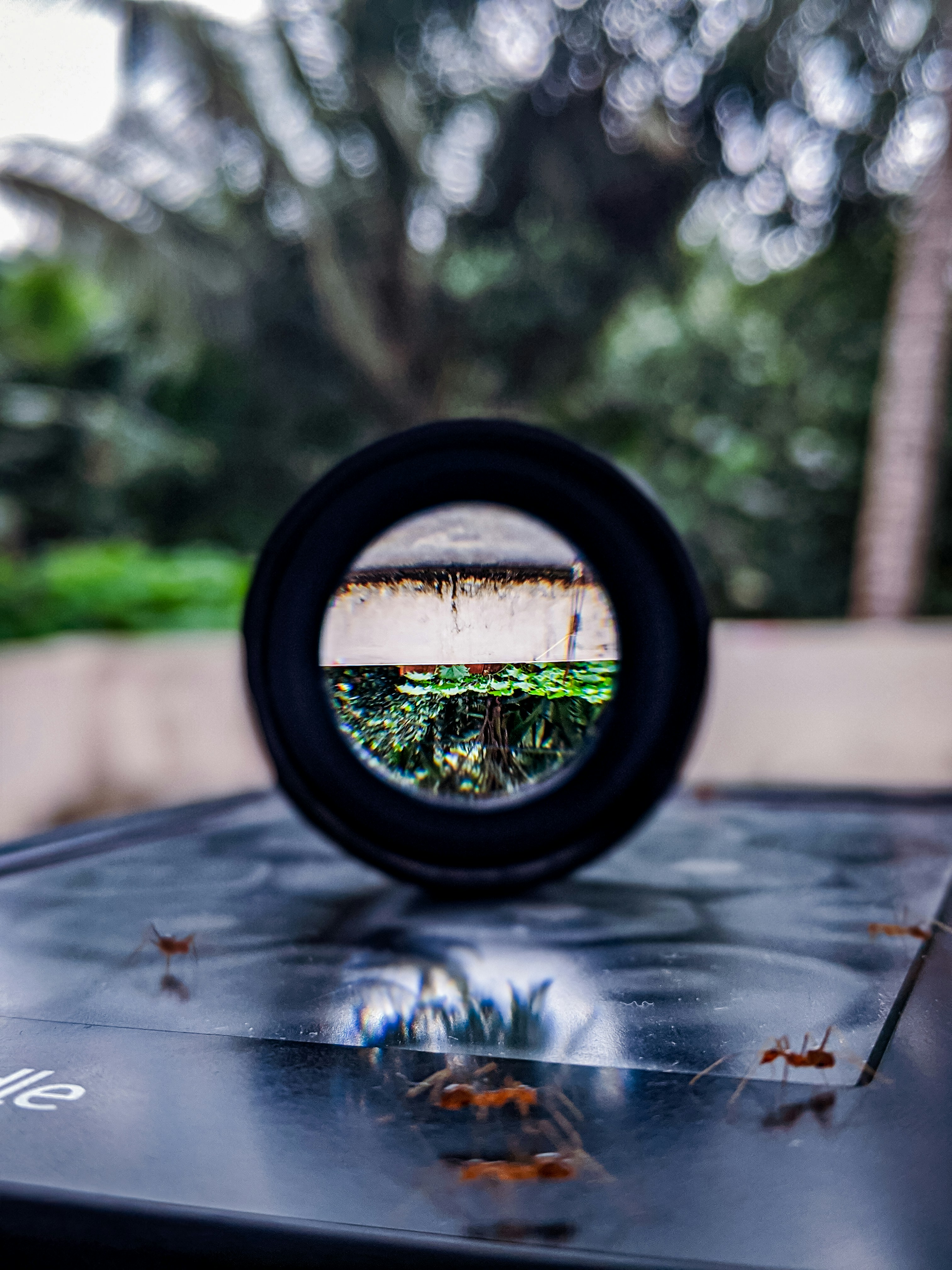 A close-up view through a lens showcasing lush greenery and a textured surface beneath. The background blurs to emphasize the focal point.