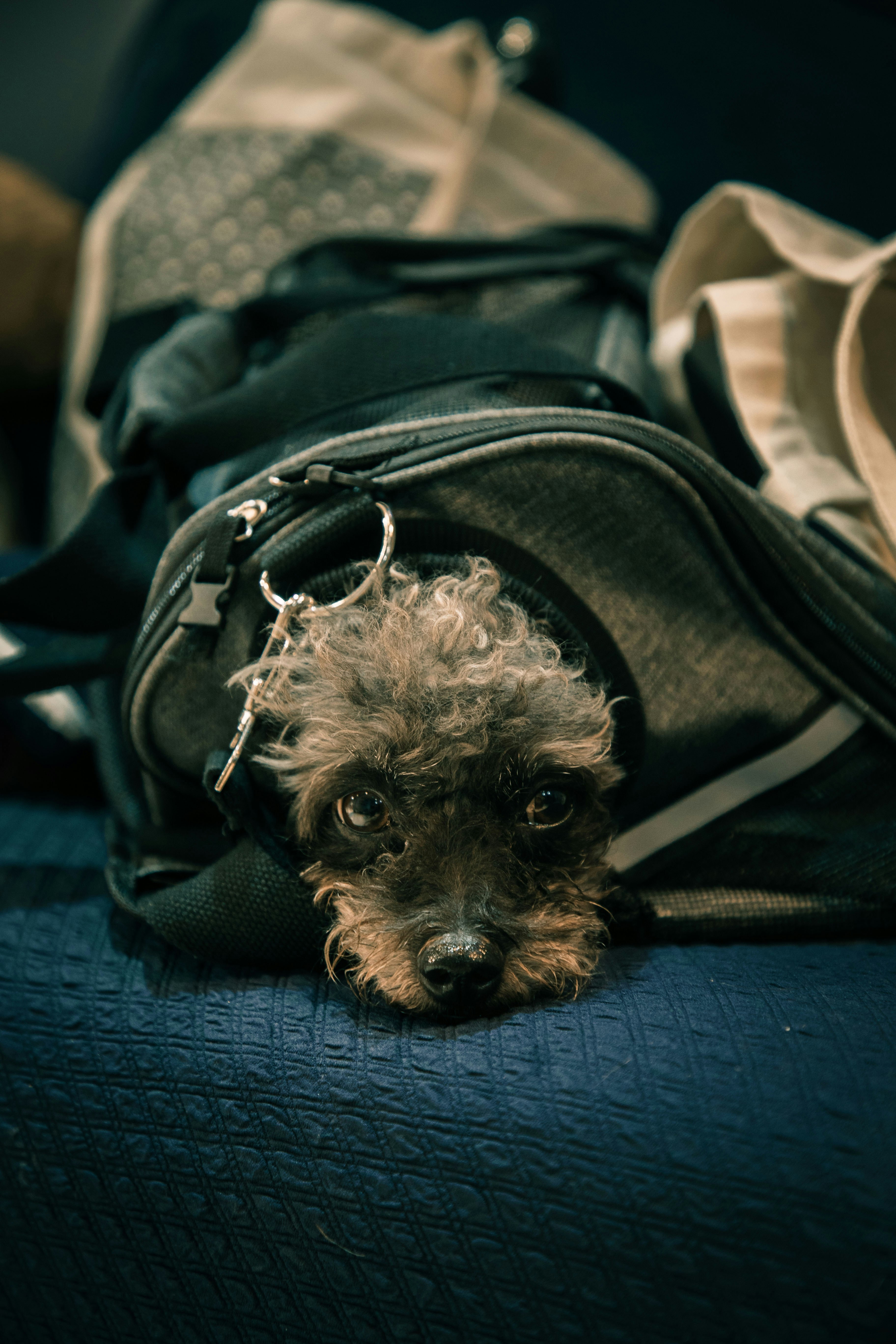 Pocket Terrier at Rest: A Tiny Companion Nests in a Travel Pack