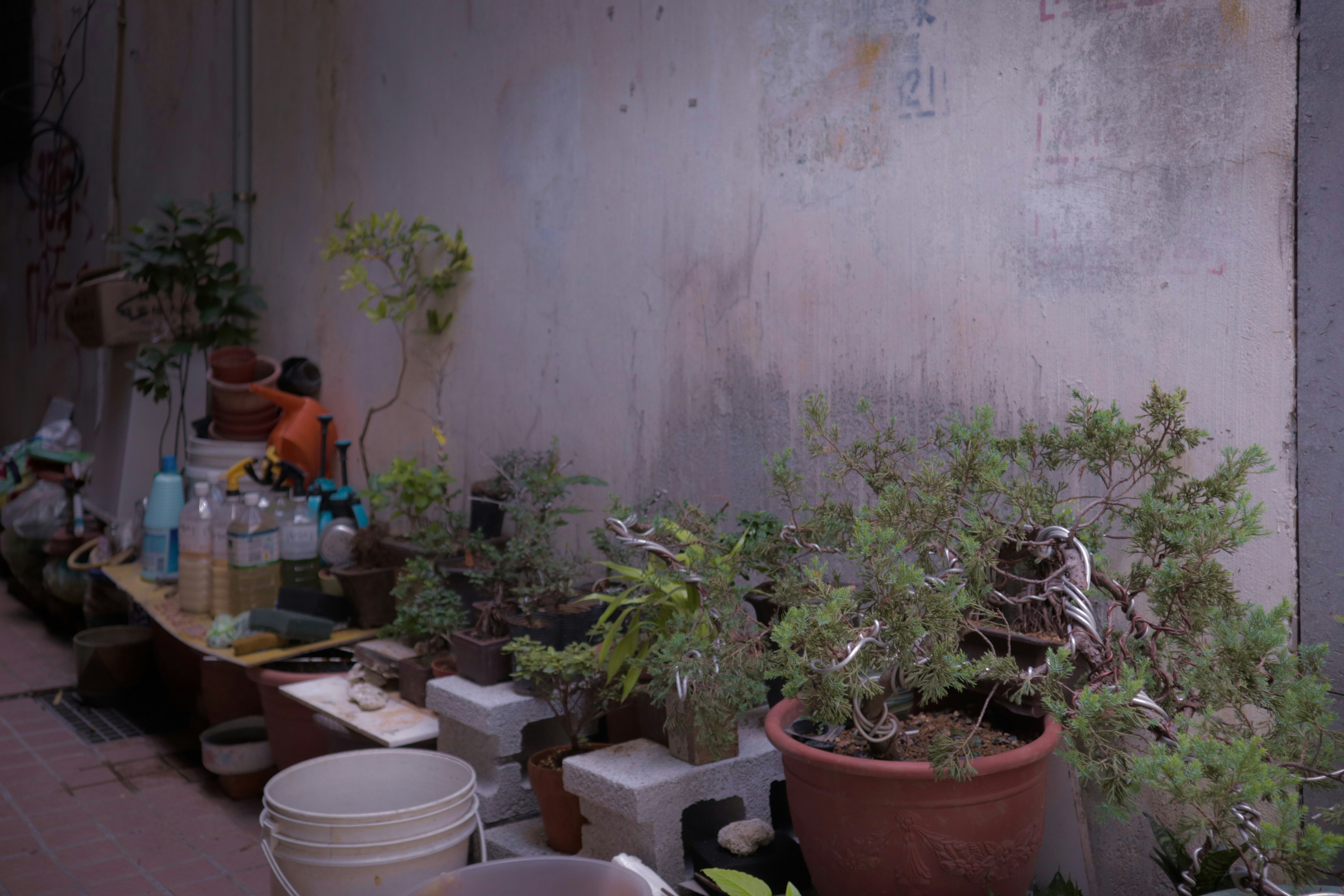 Terracotta Terrace: A Quiet Garden of Pots Against a Weathered Wall