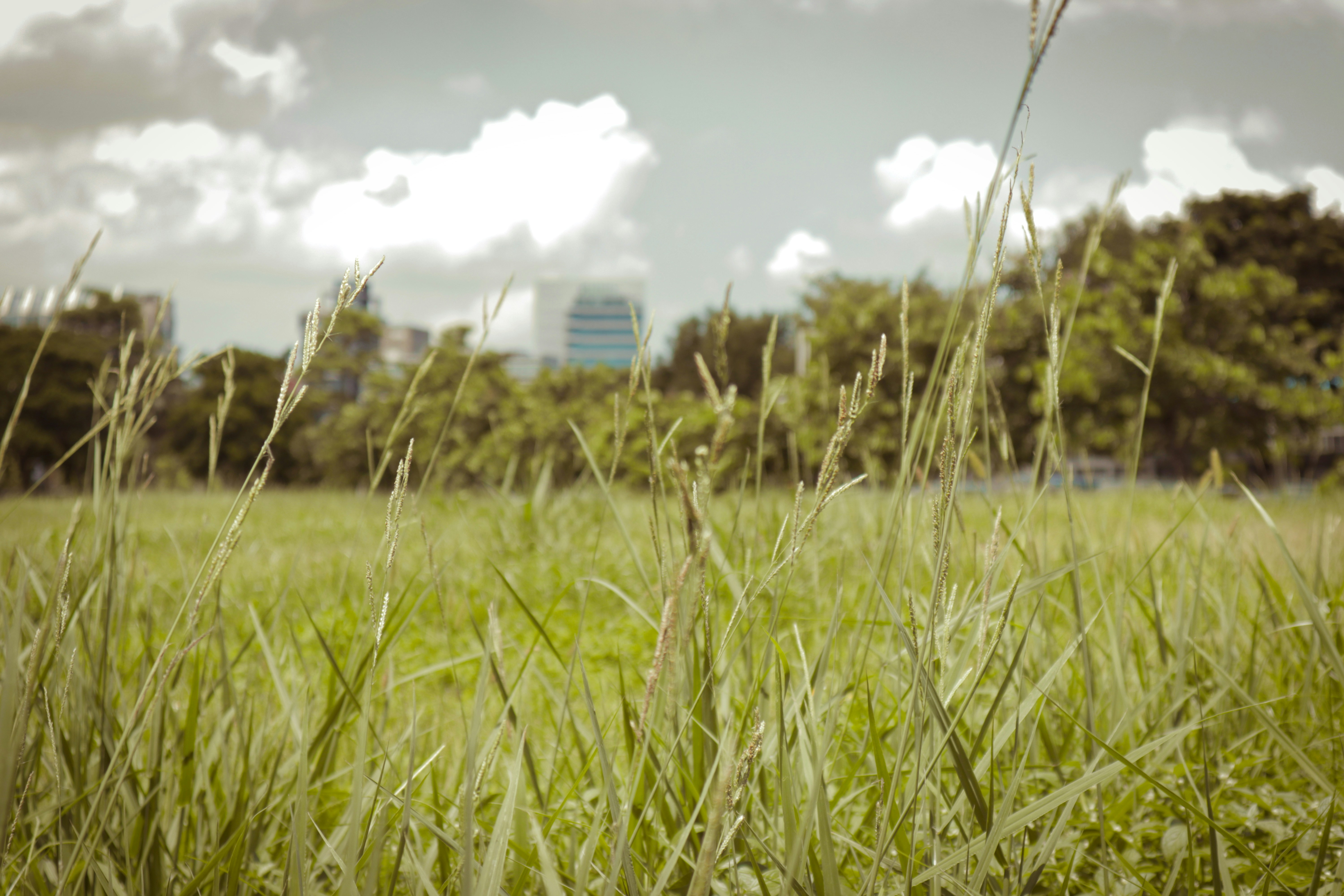 Blades in Focus, Cityscape in Soft Focus