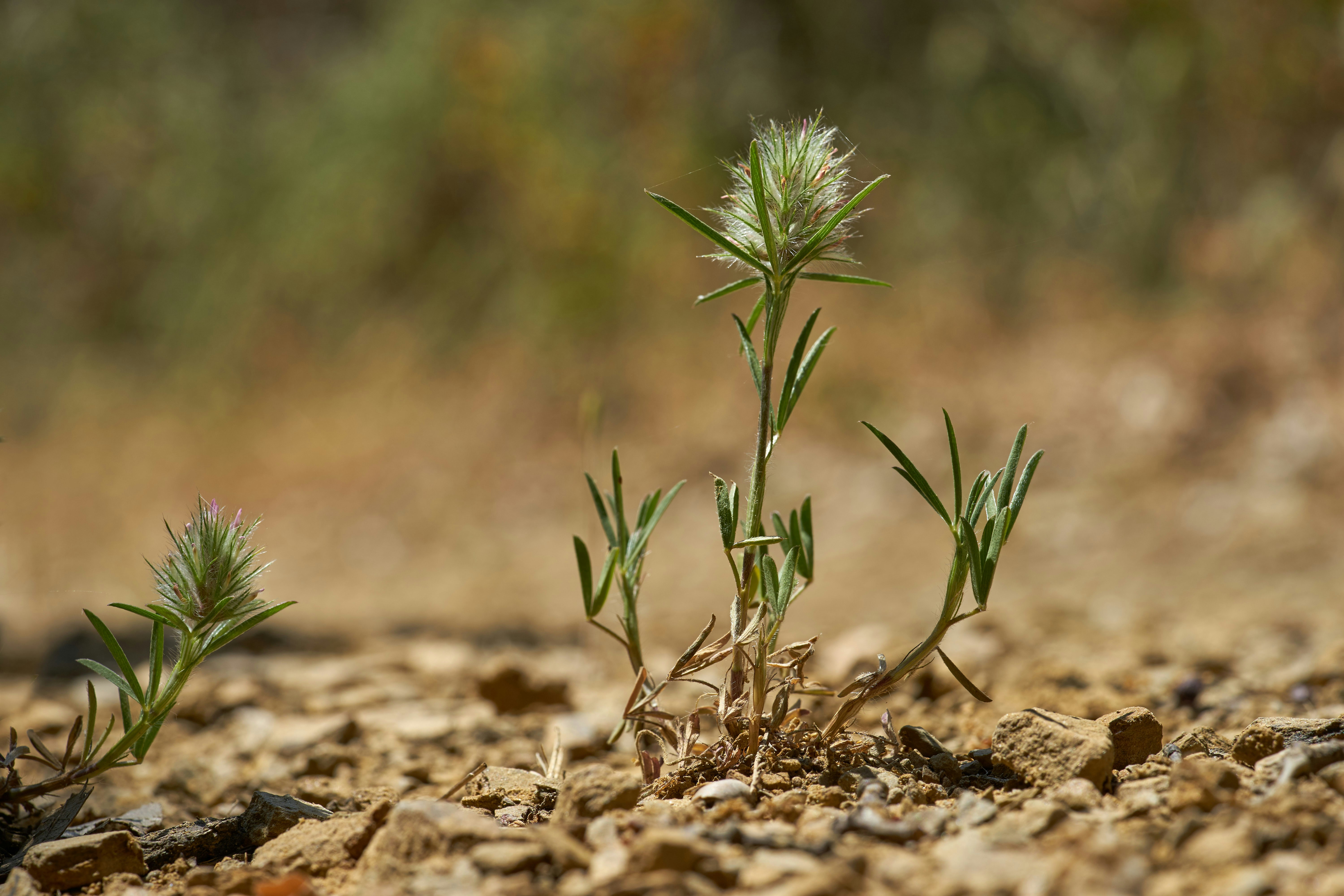 Tender Sprout Standing Tall in a Cracked Ground Morning