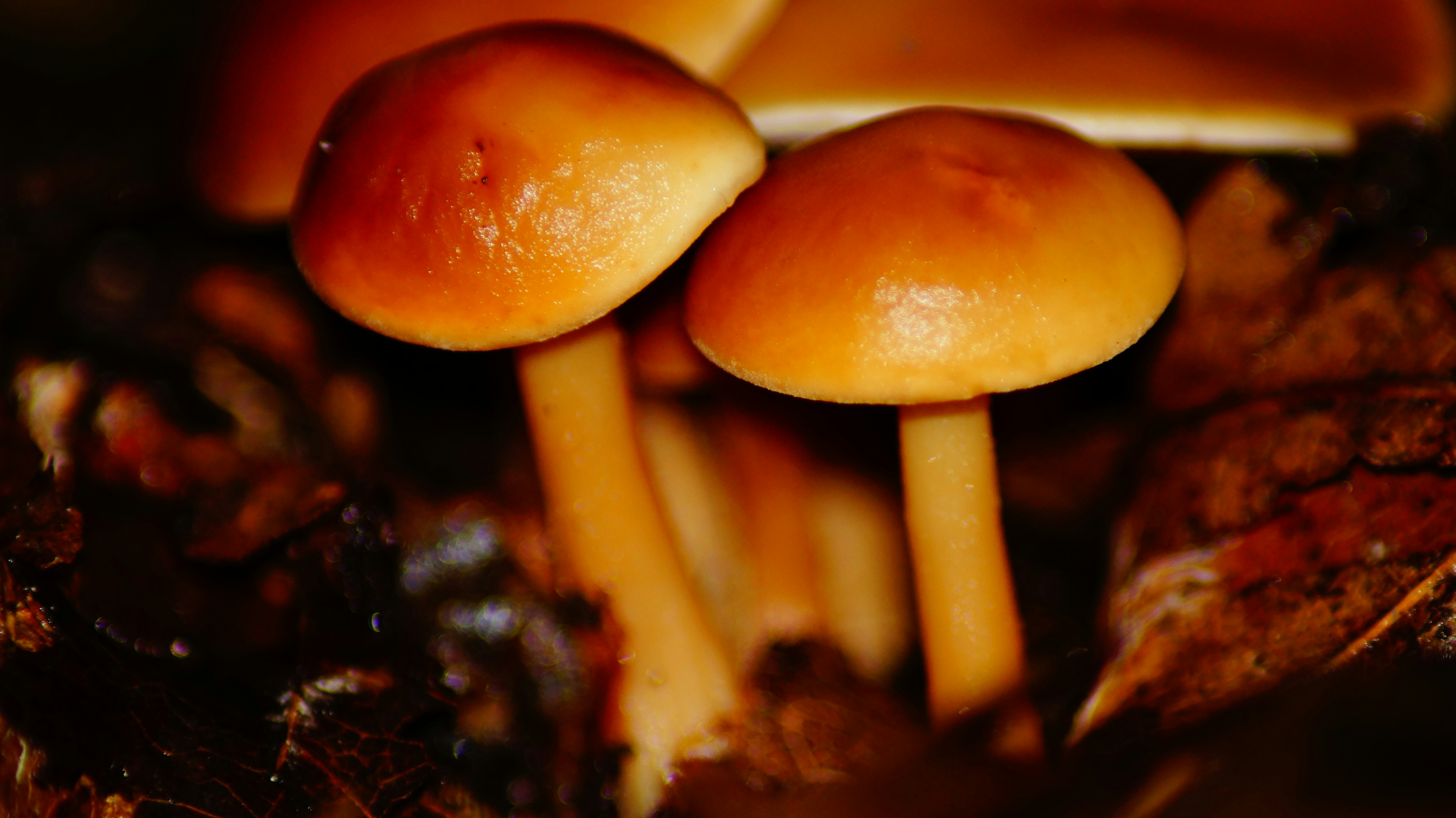 Cluster of golden-brown mushrooms emerging from a bed of fallen leaves in a dimly lit forest environment.