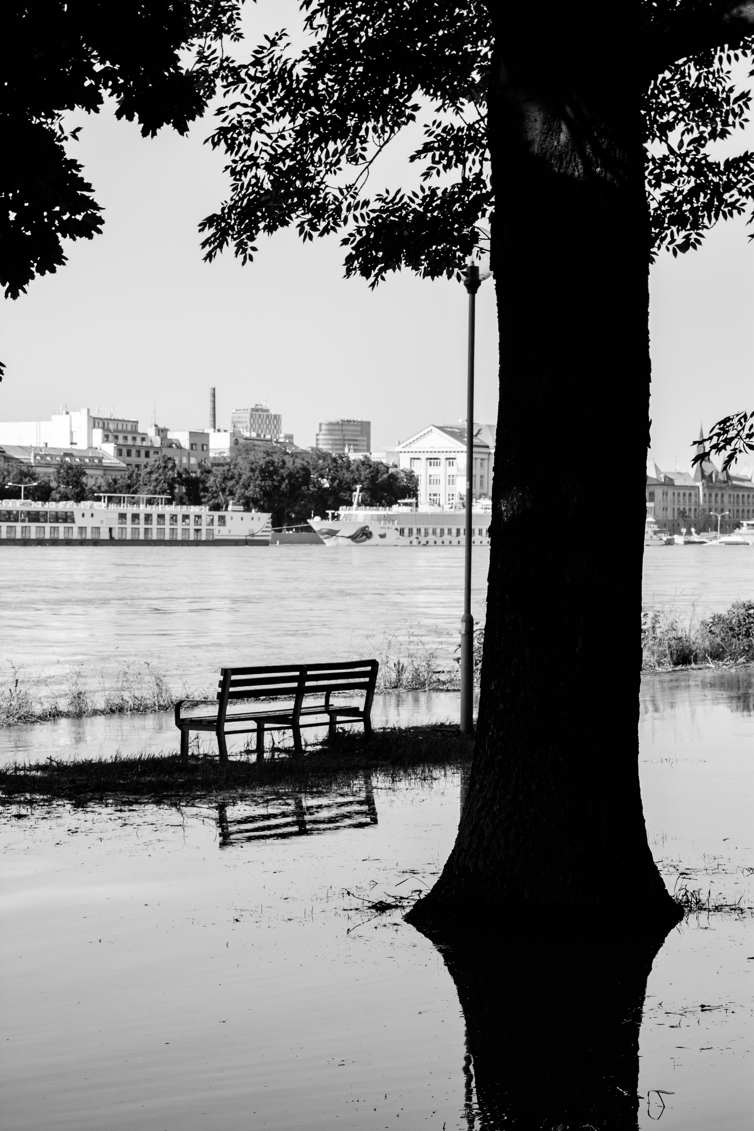 Solitary Bench by the River, Framed by a Gnarled Tree