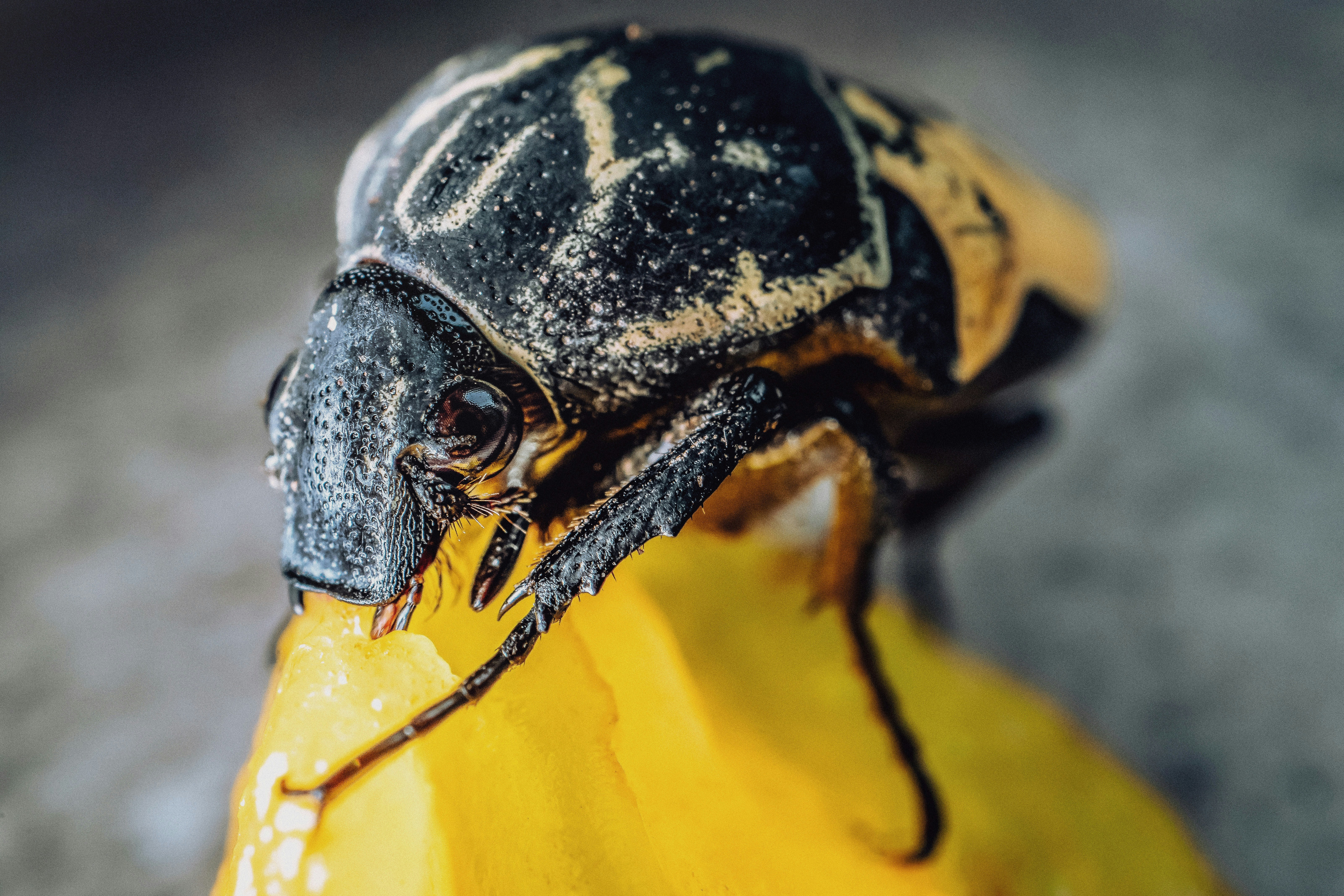 Black and yellow beetle perched on yellow flower in close up ...