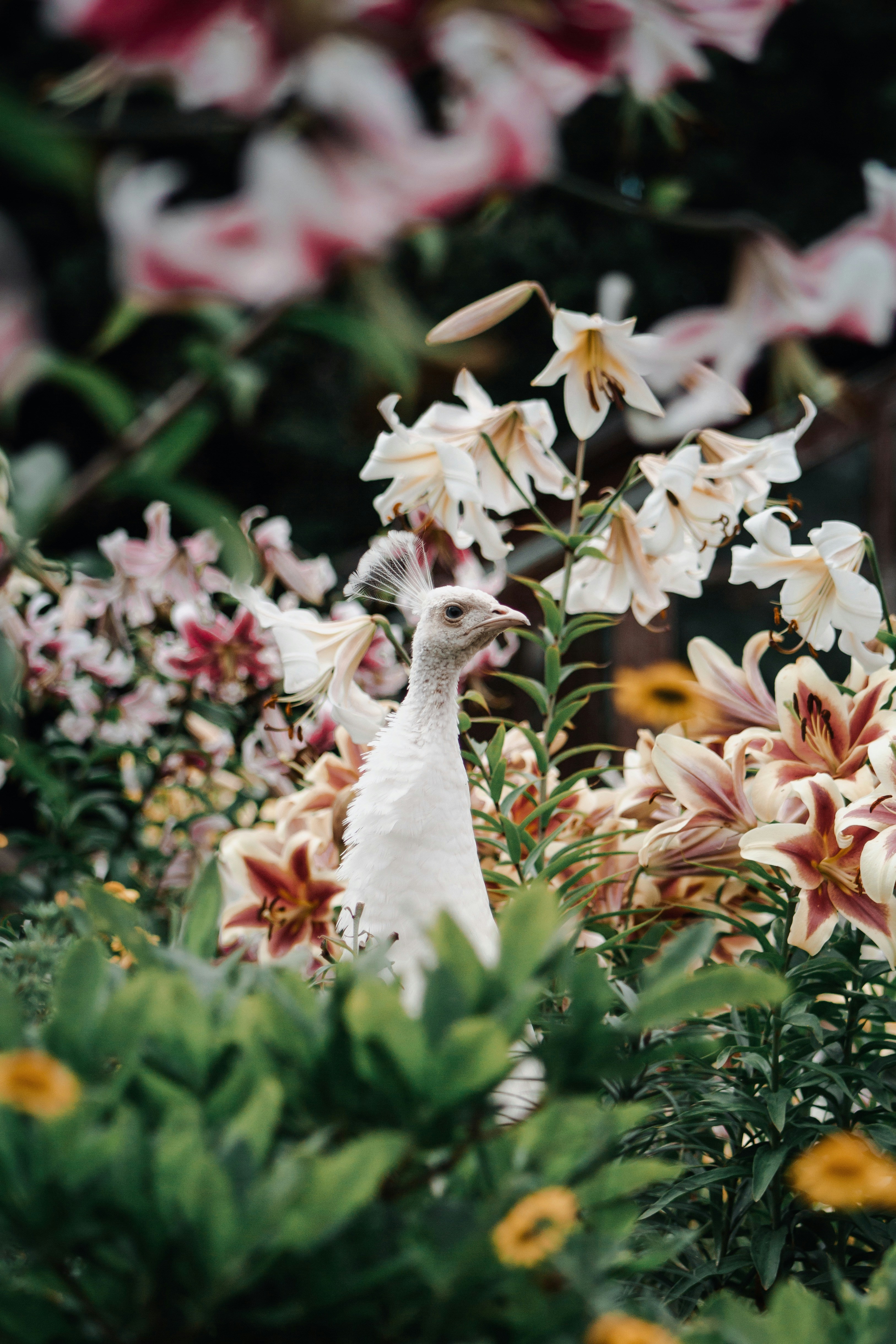 Elegance in Bloom: A Peahen Among Night-Opening Lilies