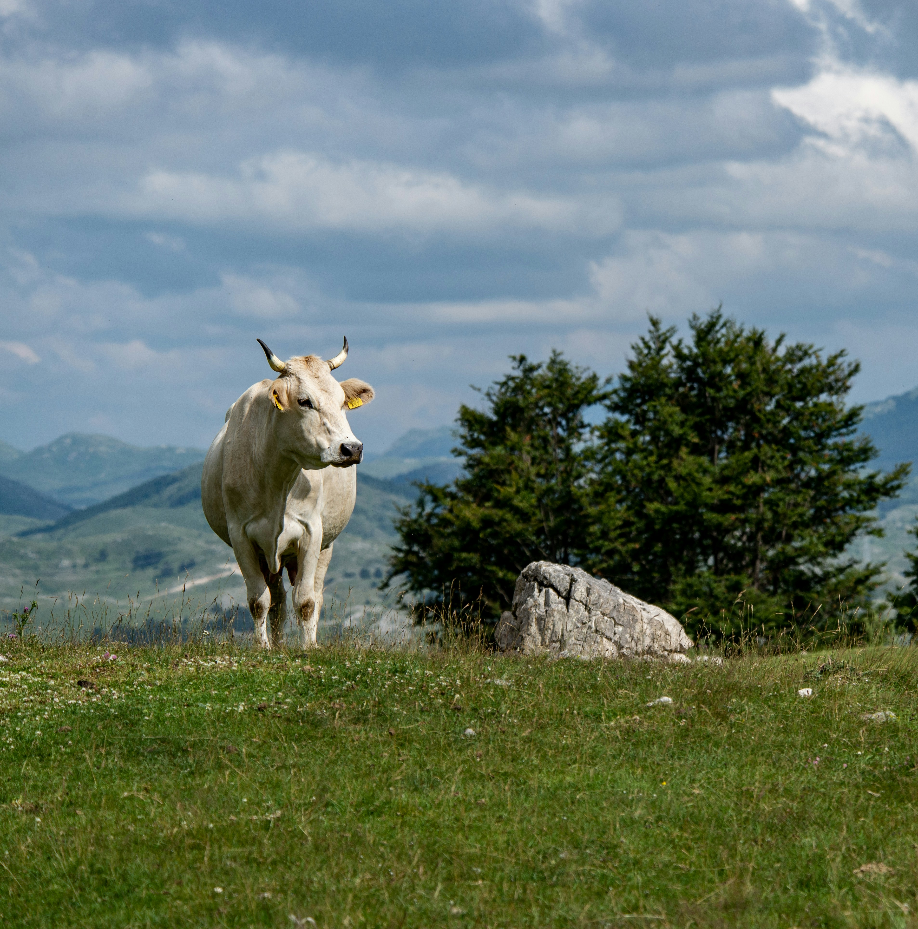 white cow on green grass field under white clouds and blue sky during daytimeVlad Kiselov