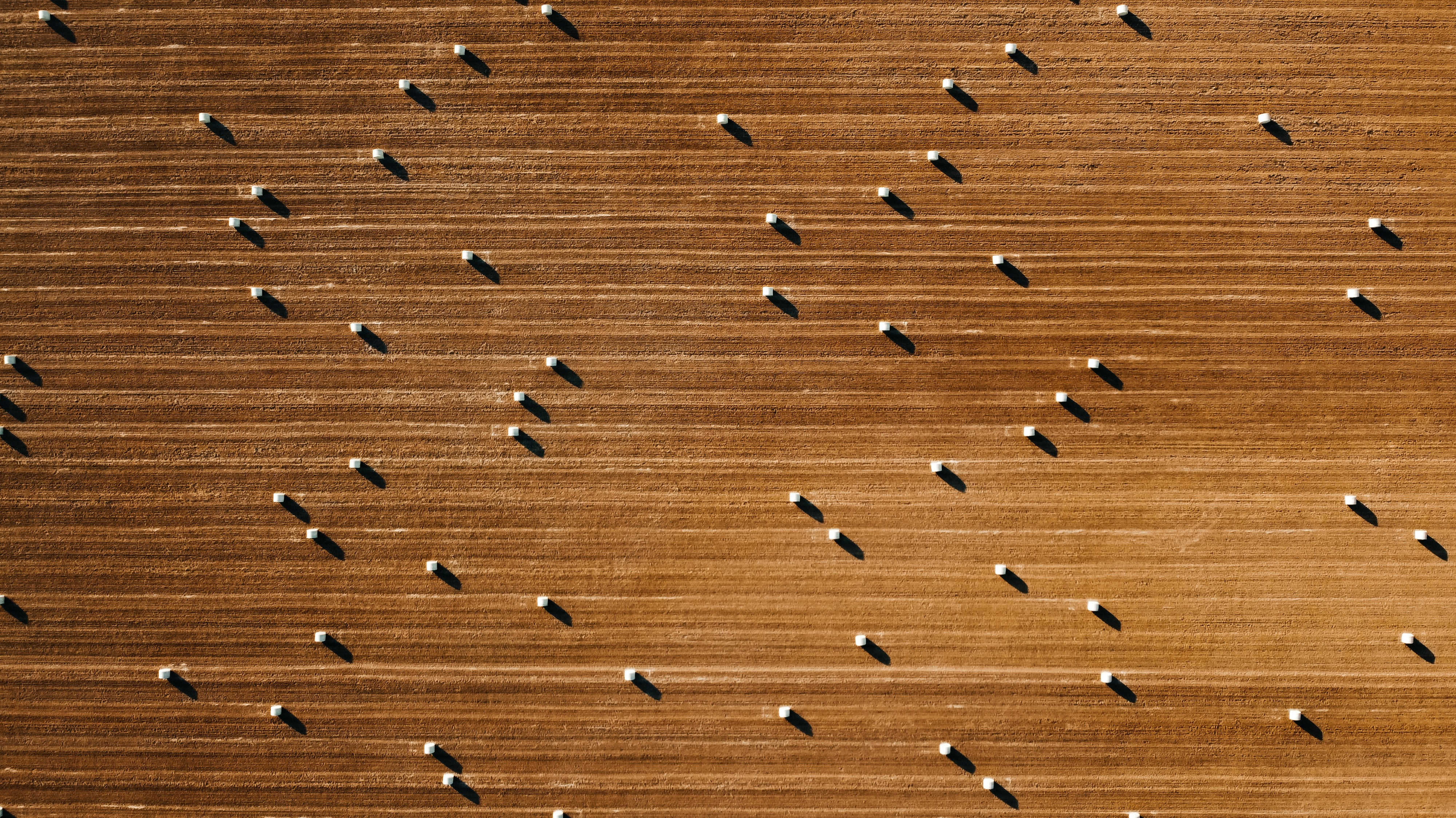 flock of birds on roof