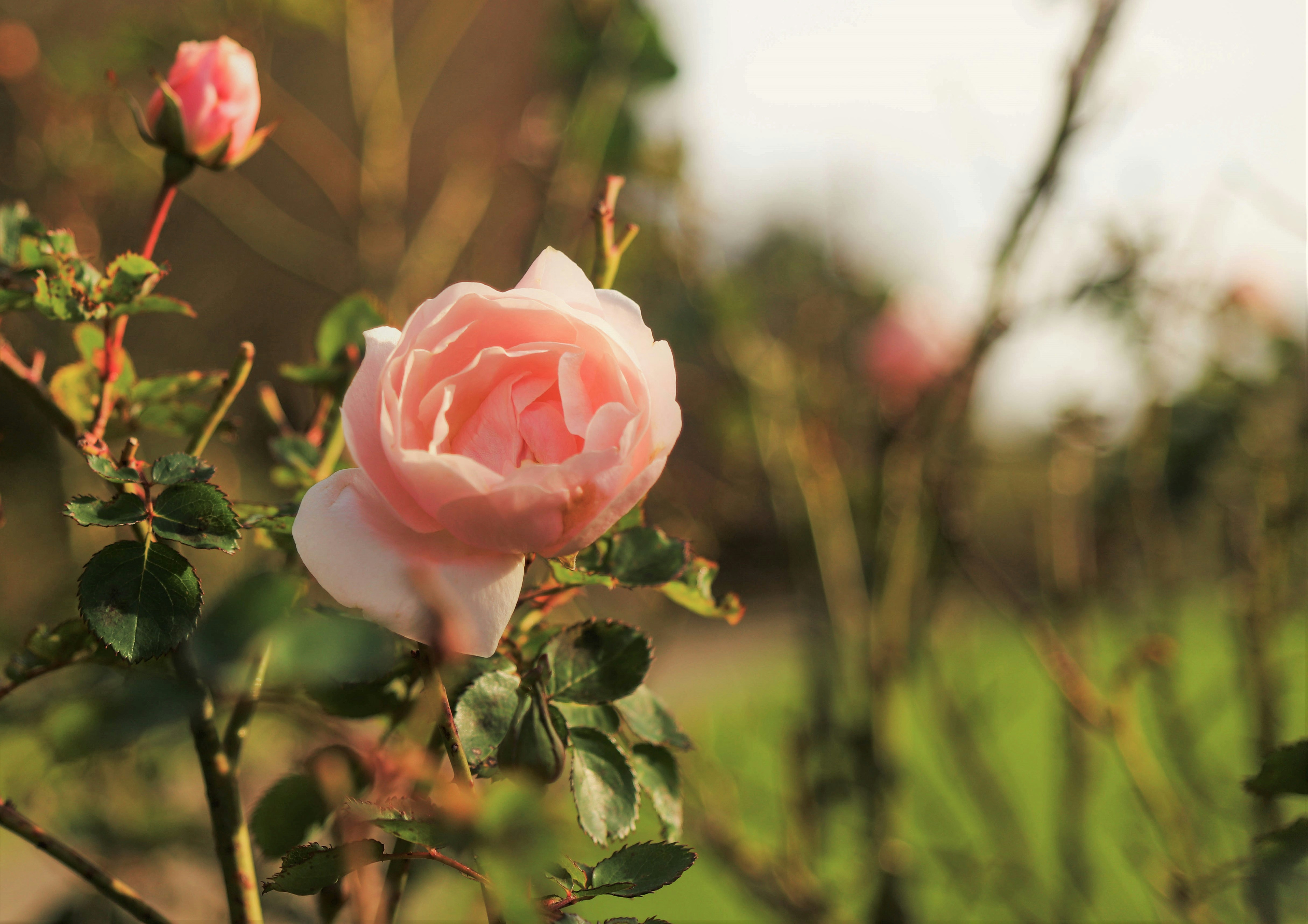 Blush of Dawn: A Rose's Morning Bloom