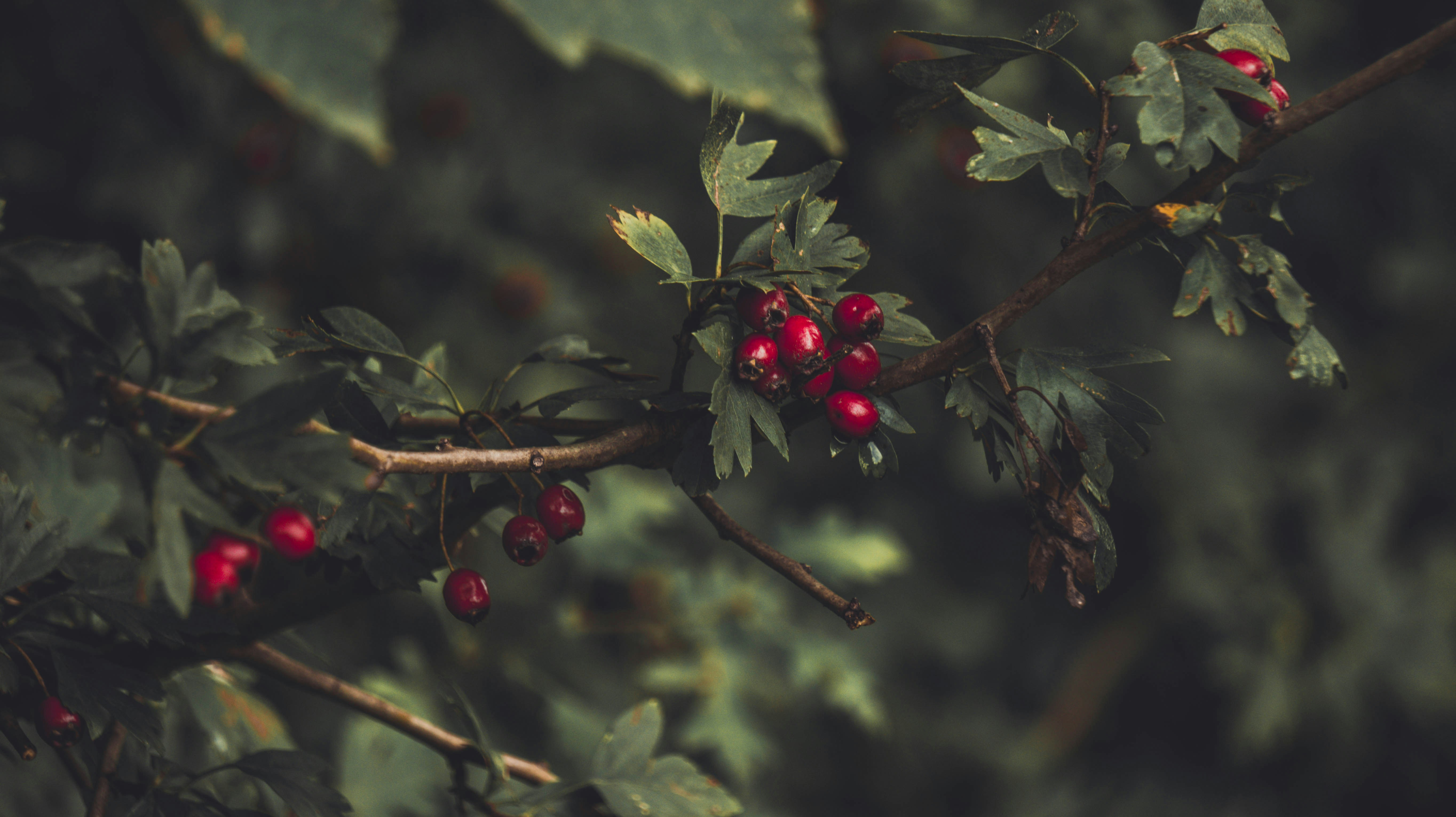 Red round fruits on tree branch photo – Free Plant Image on Unsplash