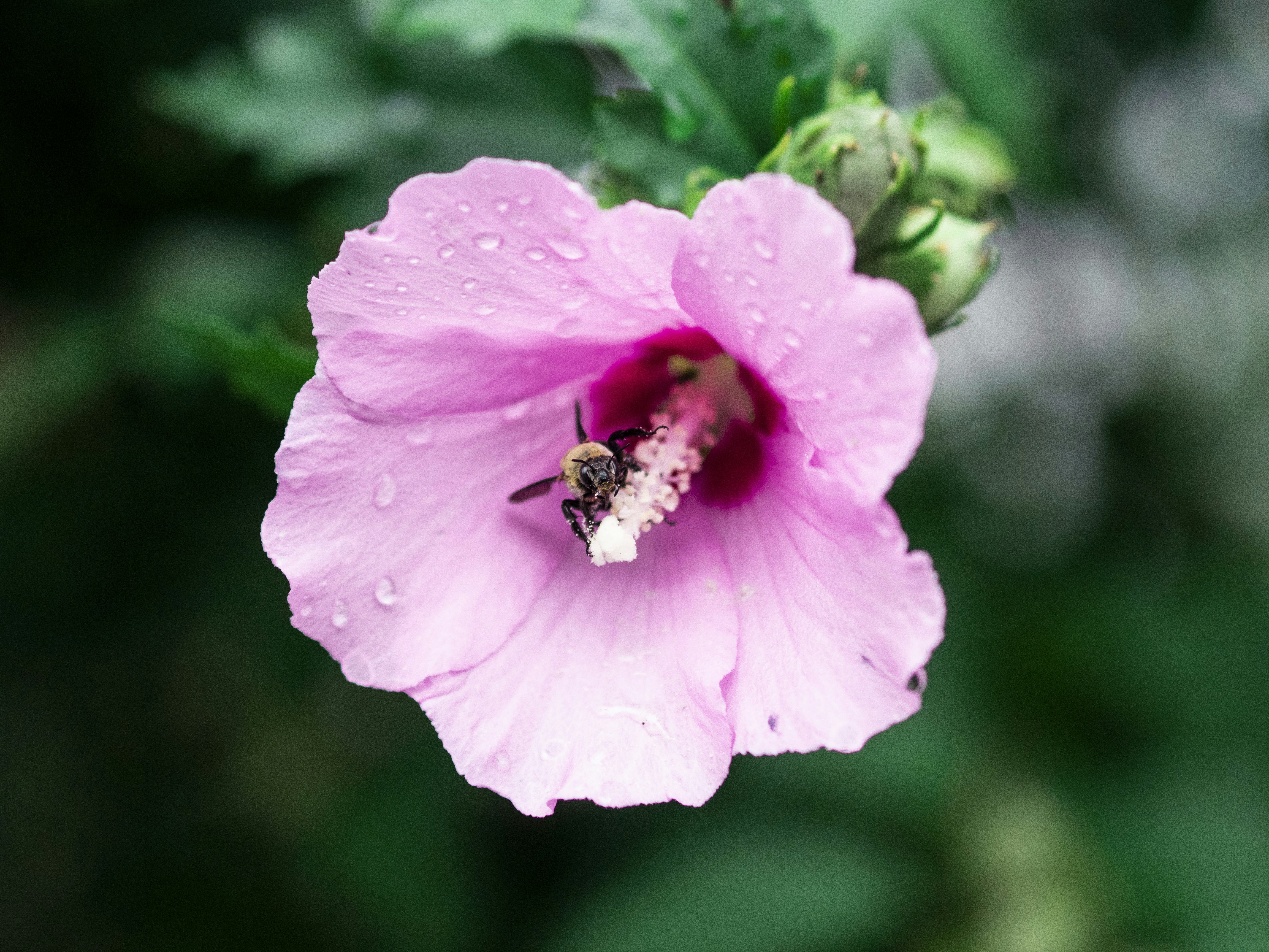 Dew-Kissed Pink Hibiscus: Bee at the Heart of the Bloom