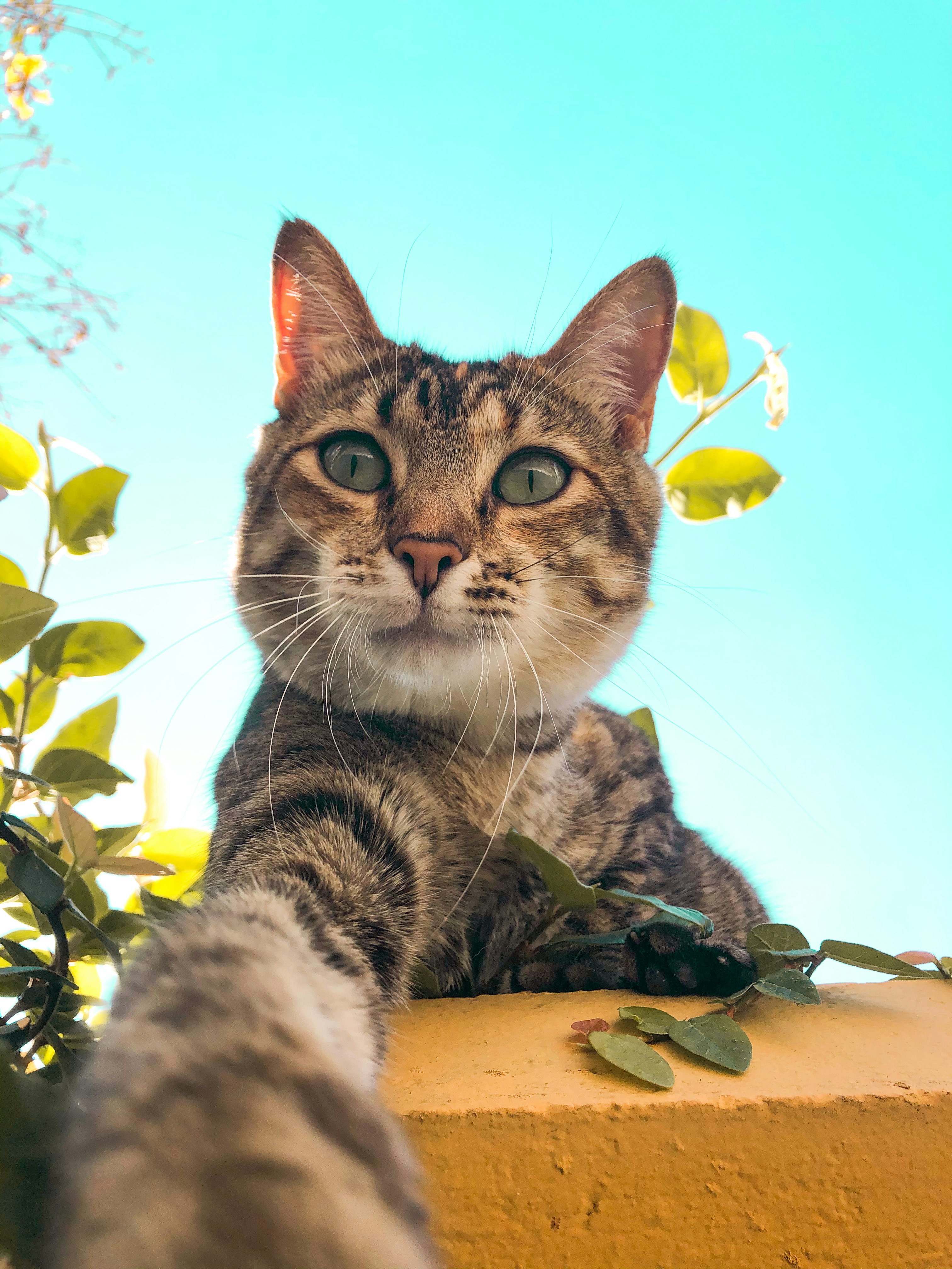 brown tabby cat on brown wooden table
