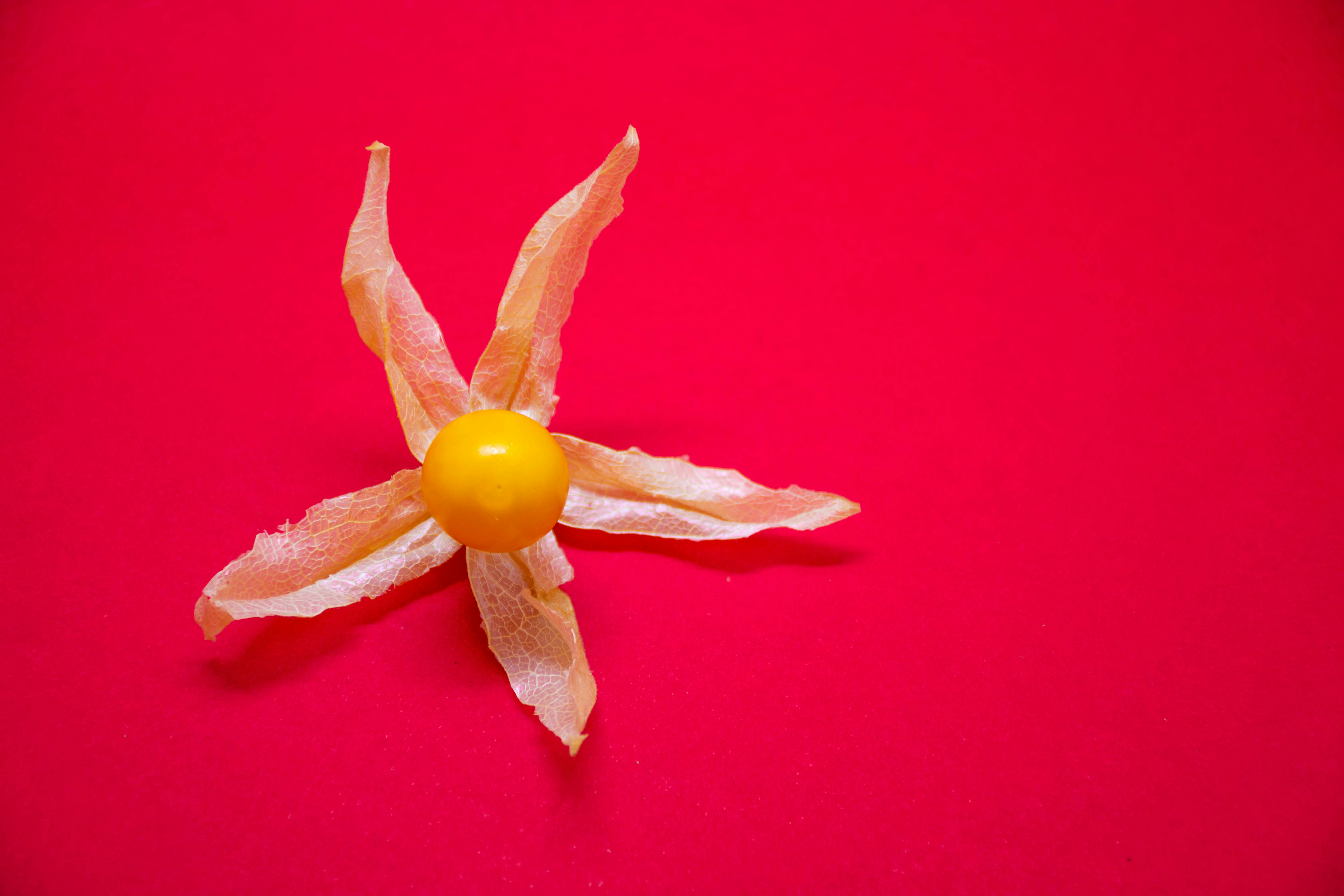 Papery Starburst Crown on Crimson Silk