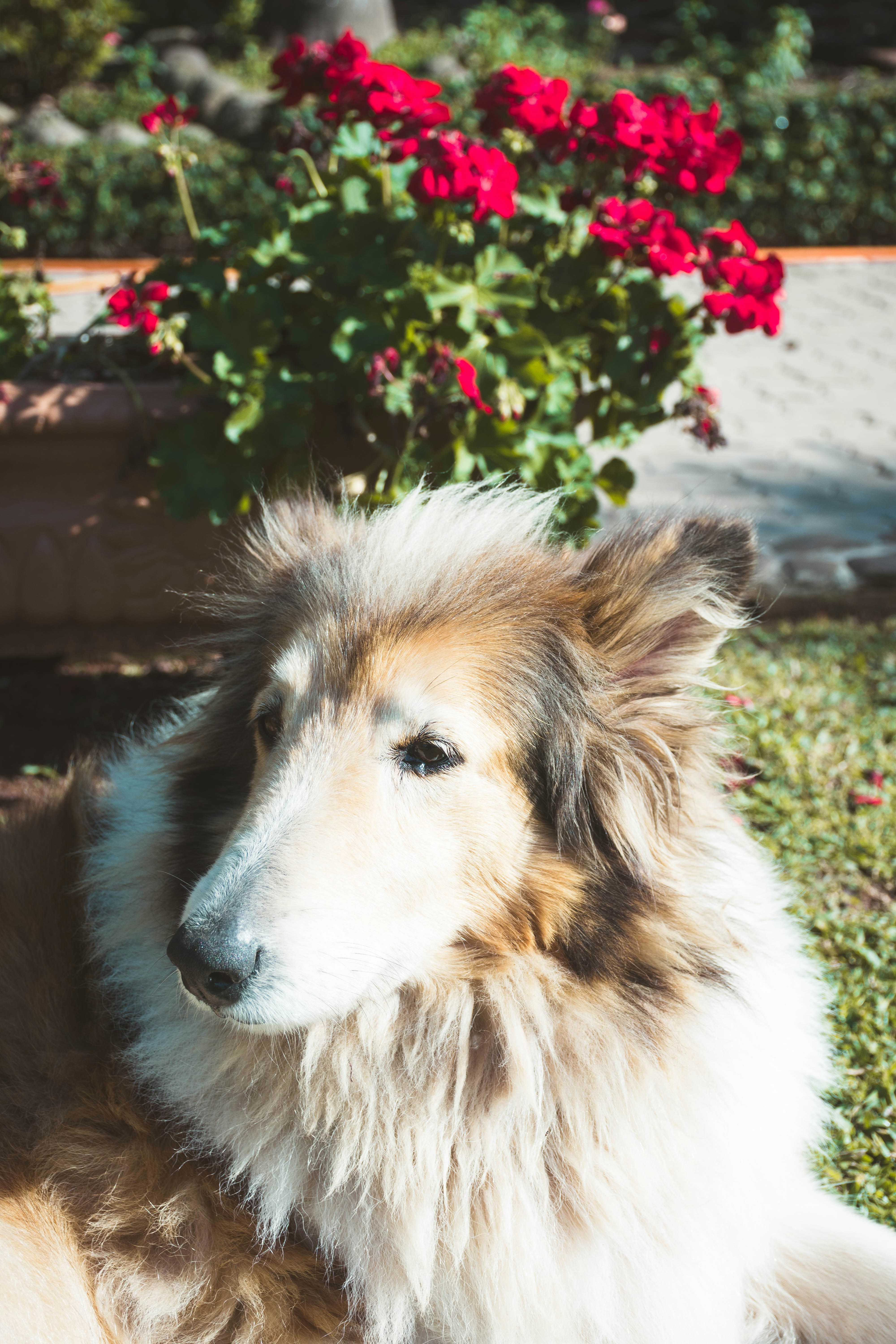 A Canine Companion Amidst Blossoms