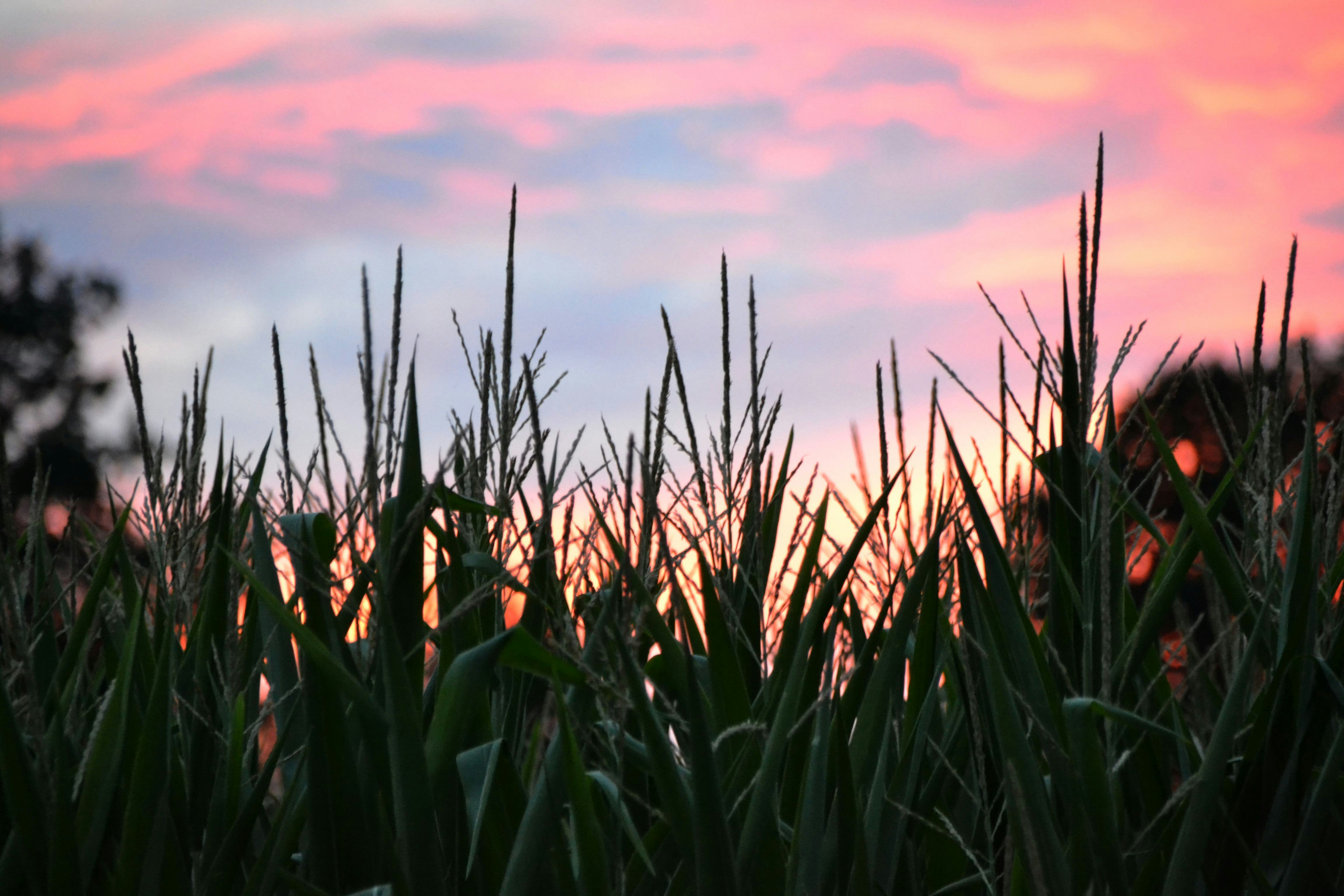 Silhouetted corn stalks stretch towards a vibrant sunset sky, creating a serene rural scene.