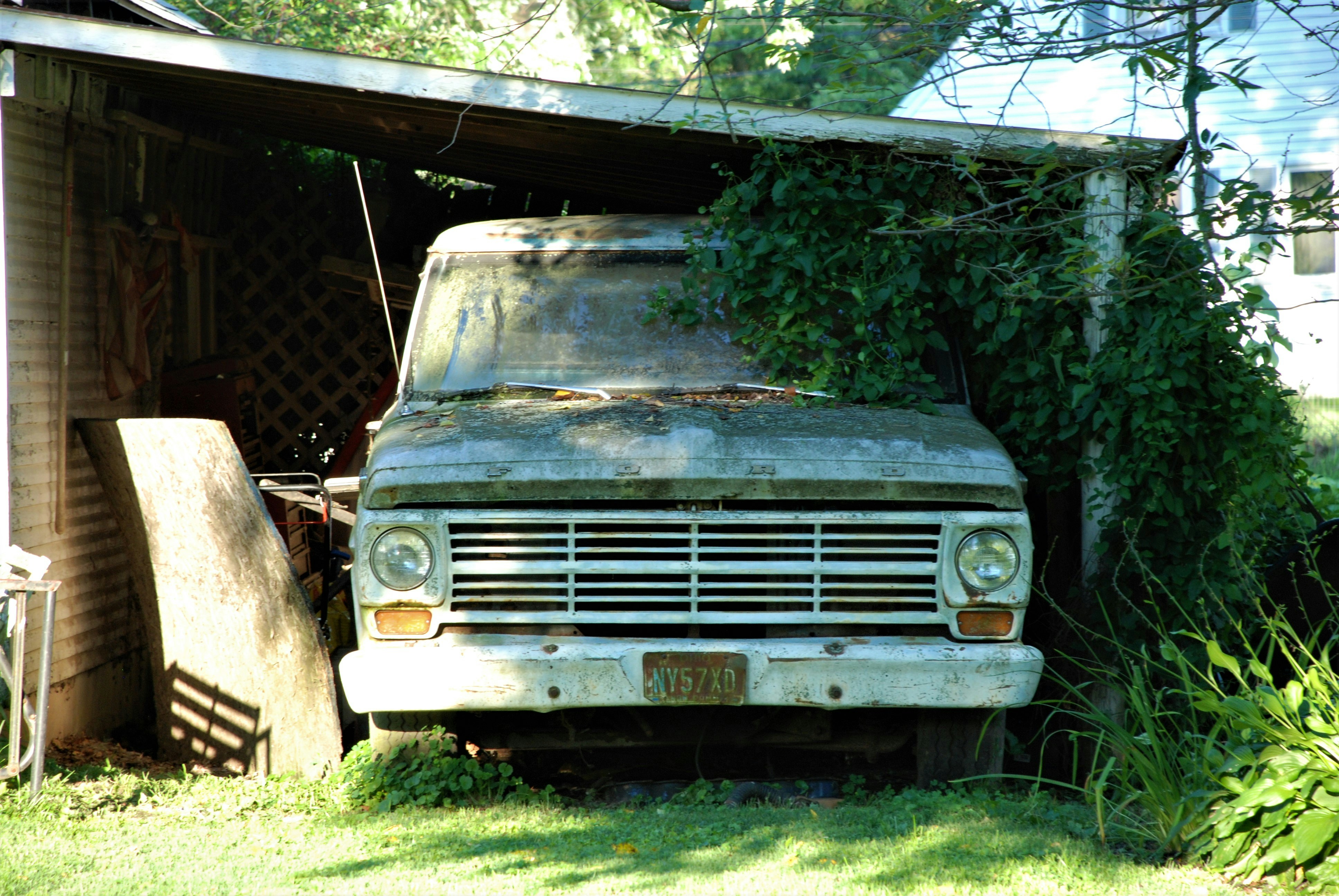 Old dead Ford F100 pickup truck
