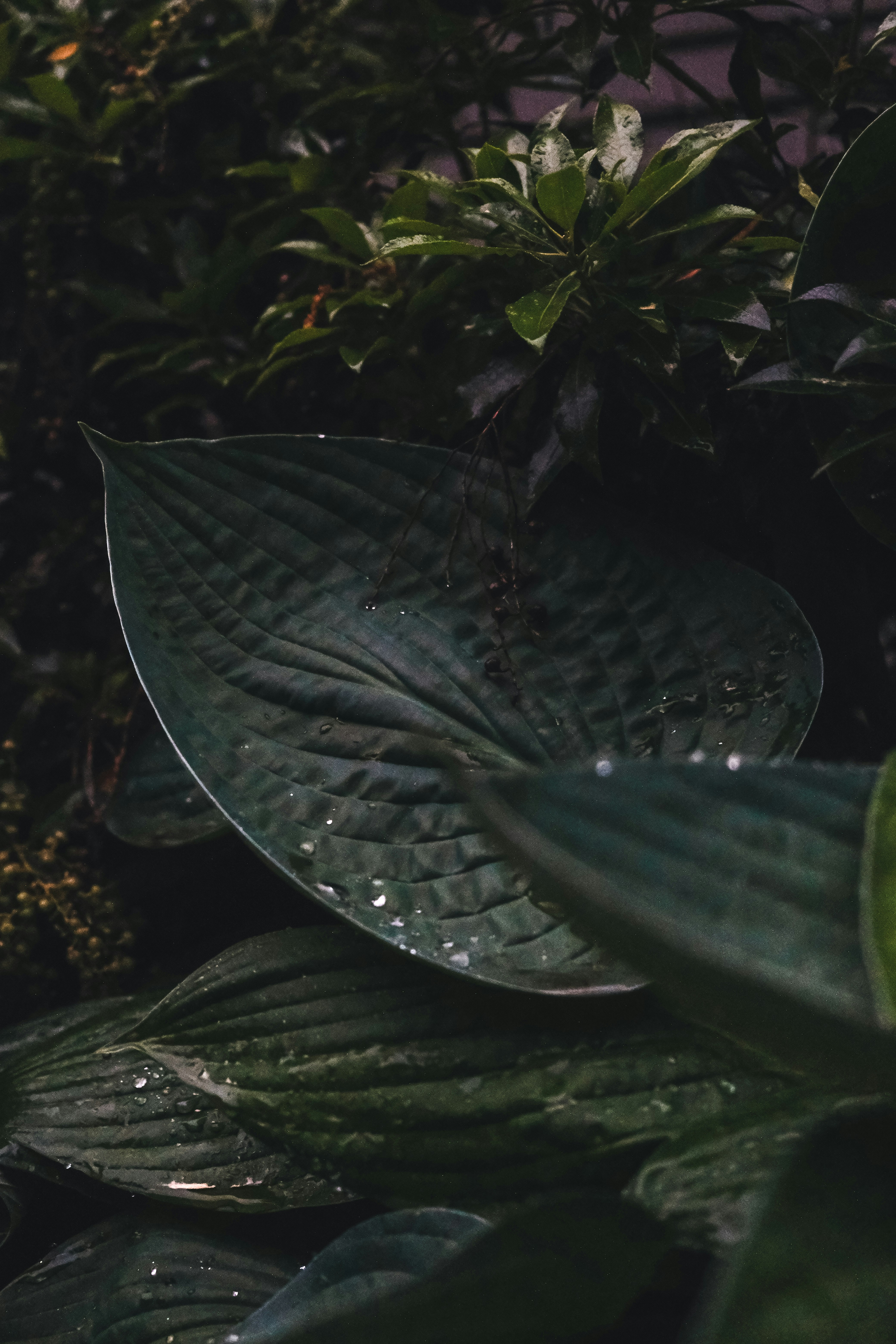 Dew-Kissed Veins: Quiet Drama in Shadowed Foliage