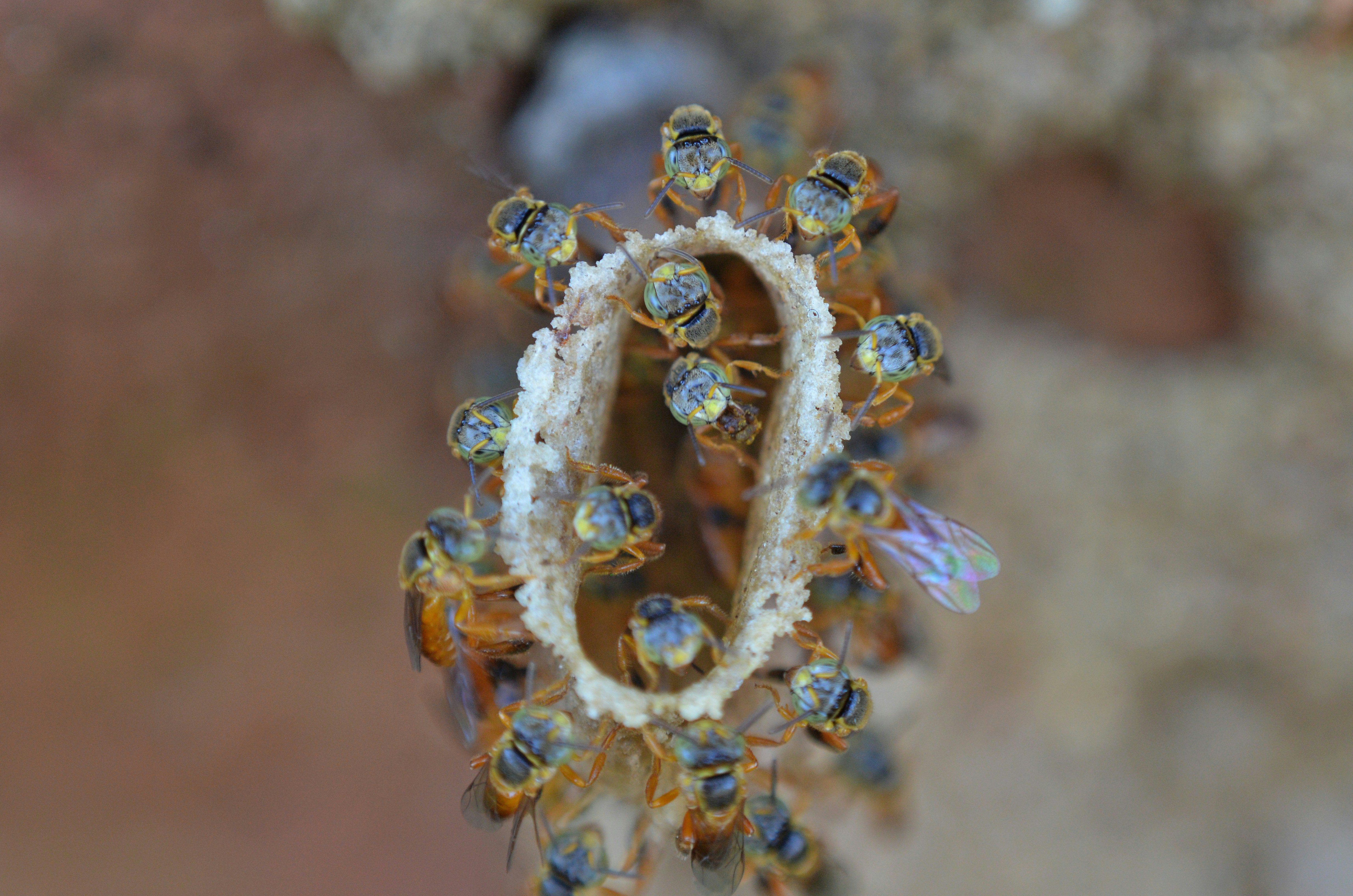 Frosted Ring: Macro Portrait of Tiny Seedpods in Suspension