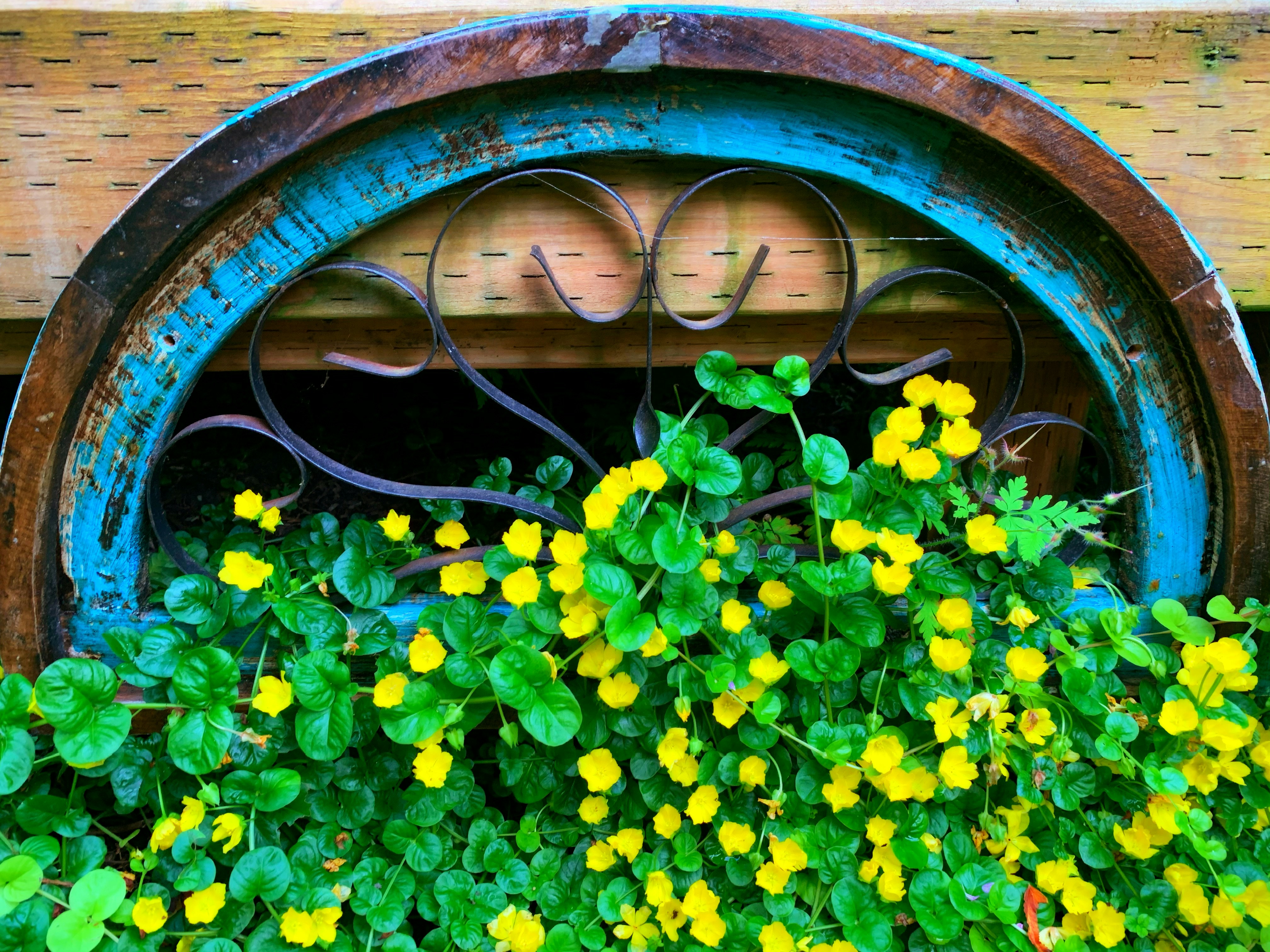 Creeping Jenny groundcover growing over iron trim grate. | yellow flowers on brown wooden round container