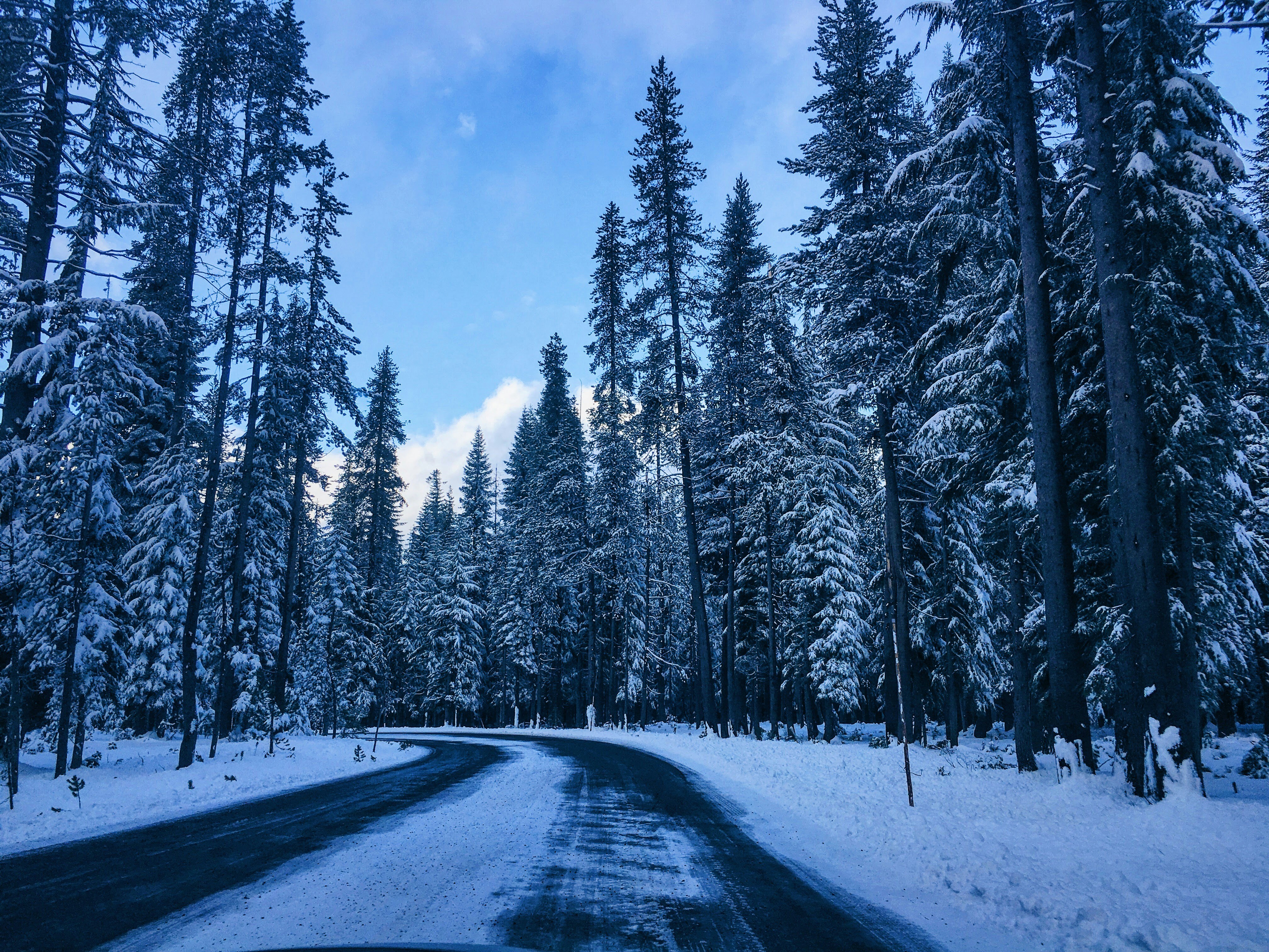 Snow covered road between trees under blue sky during daytime photo – Free Crater lake national ...