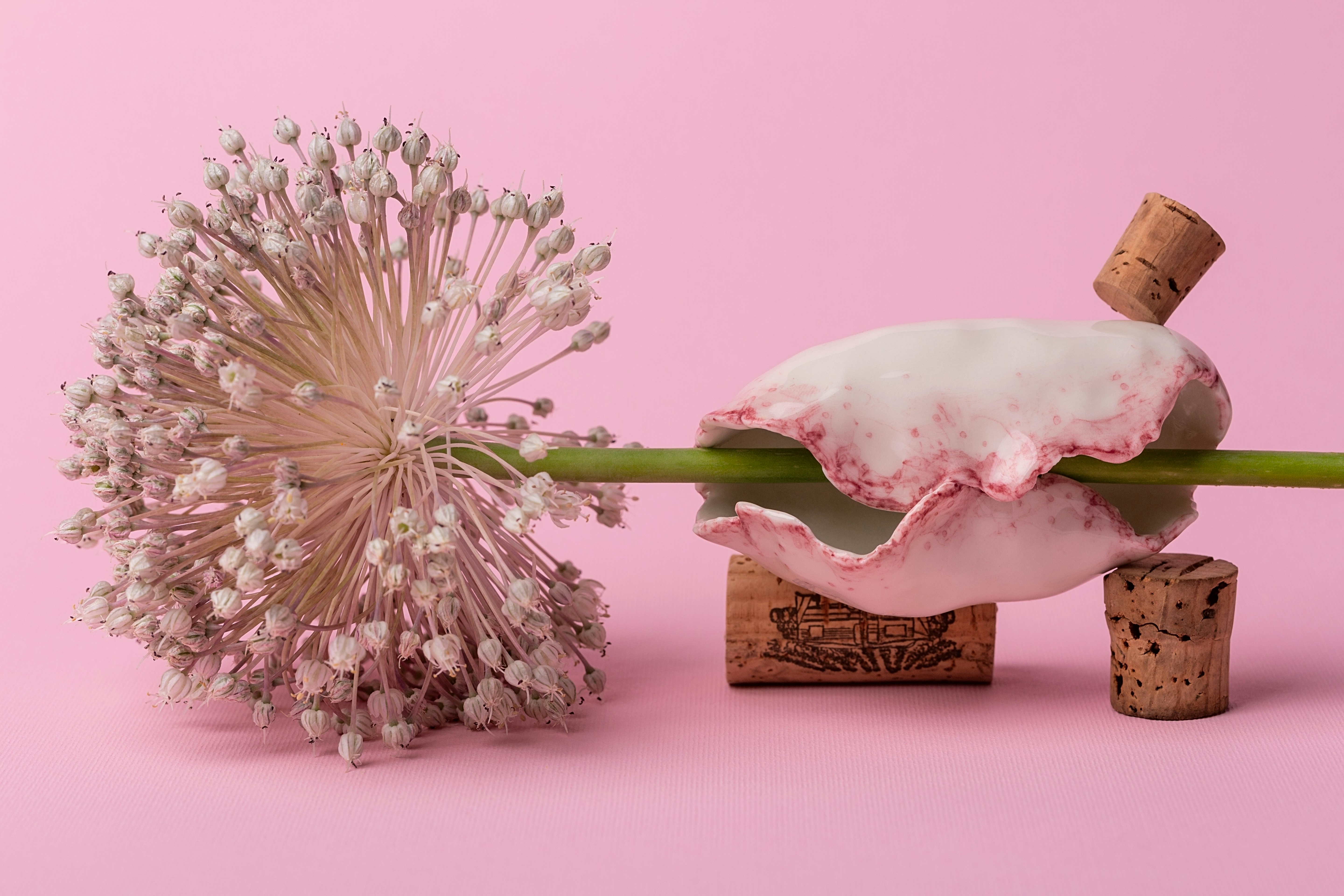 A delicate flower juxtaposed with a porcelain shell and wine corks against a soft pink backdrop.