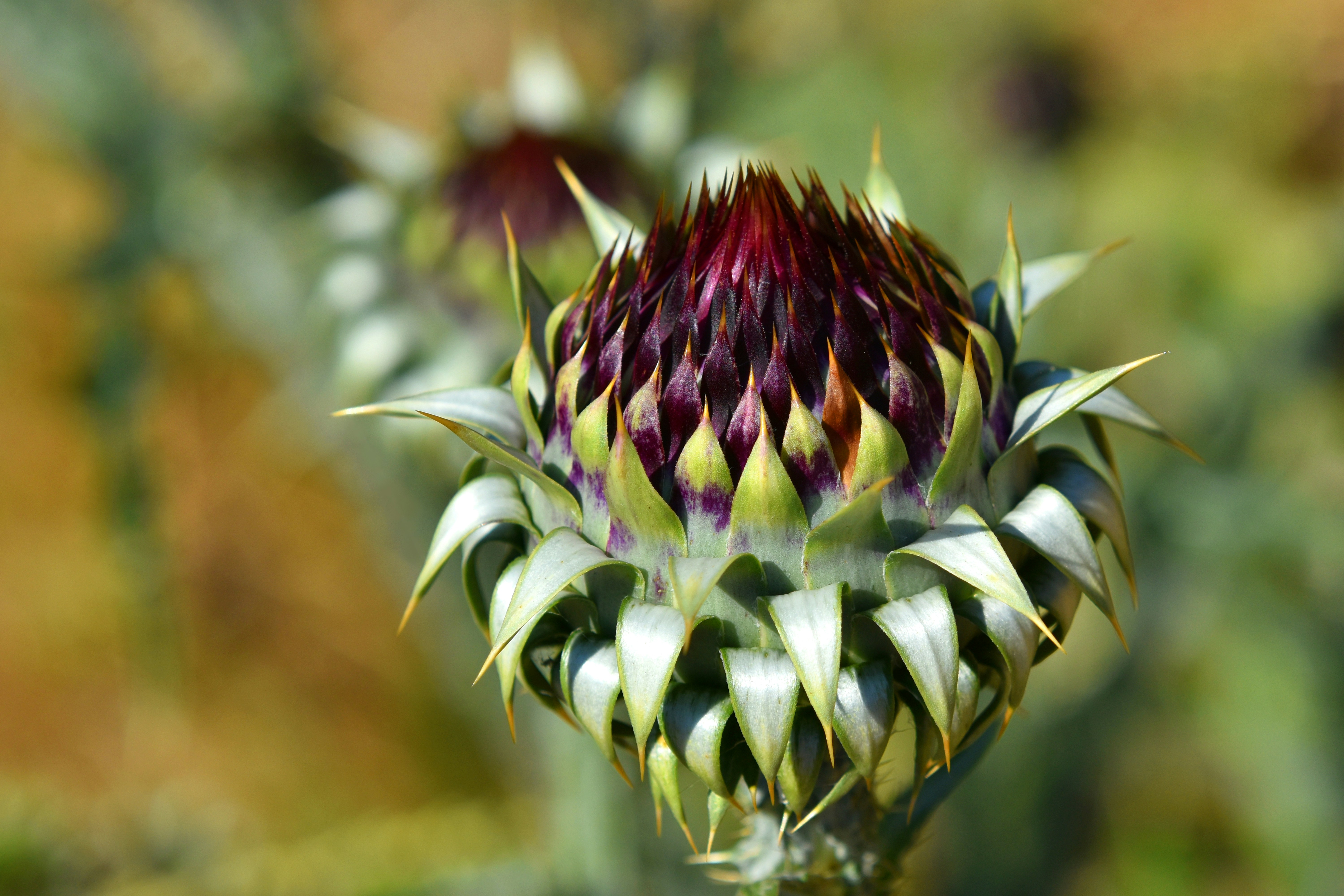 Close-up of an artichoke bud showcasing its unique spiky texture and vibrant colors against a blurred background.