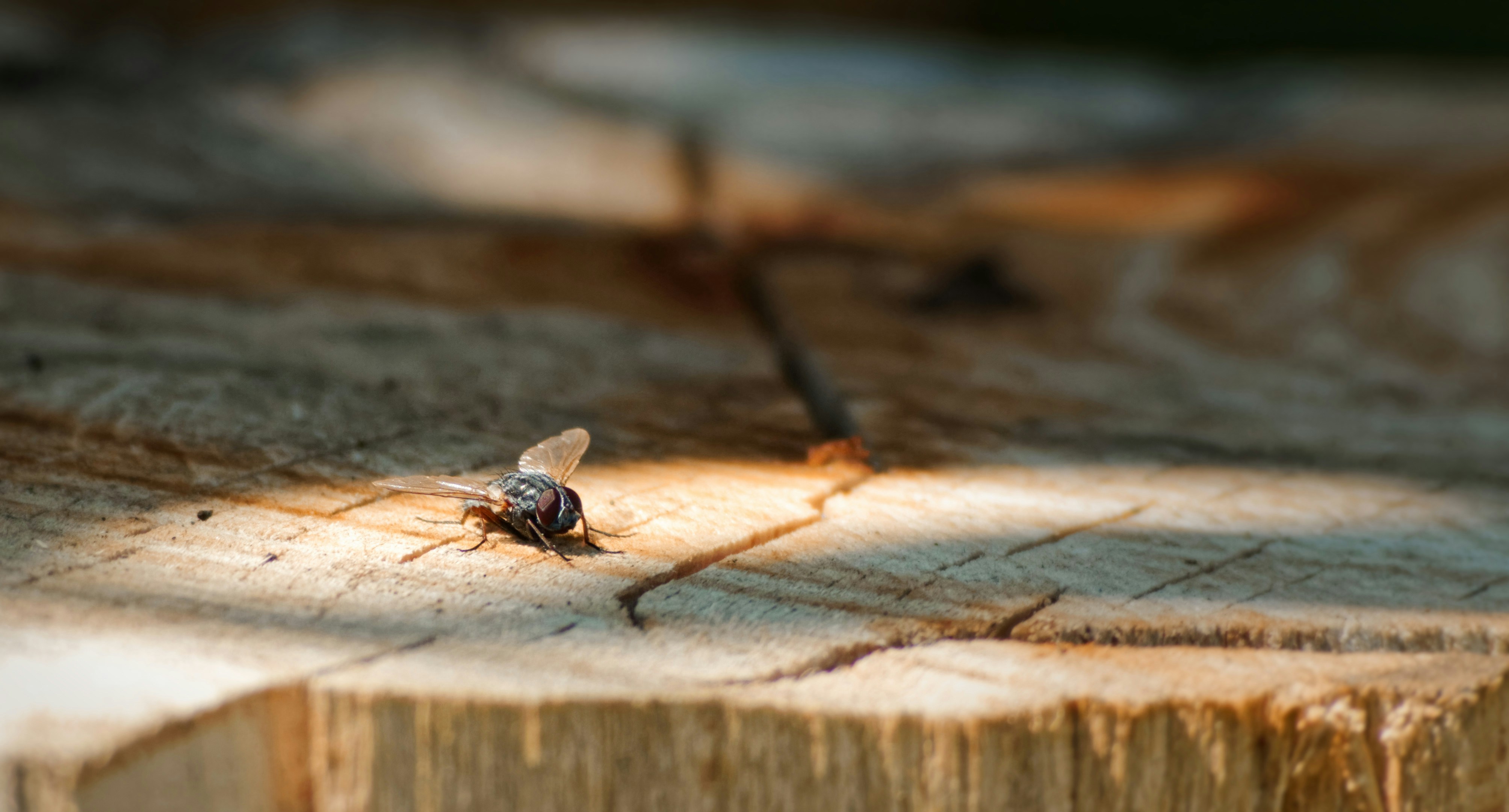 A Minute Hopper on Weathered Wood