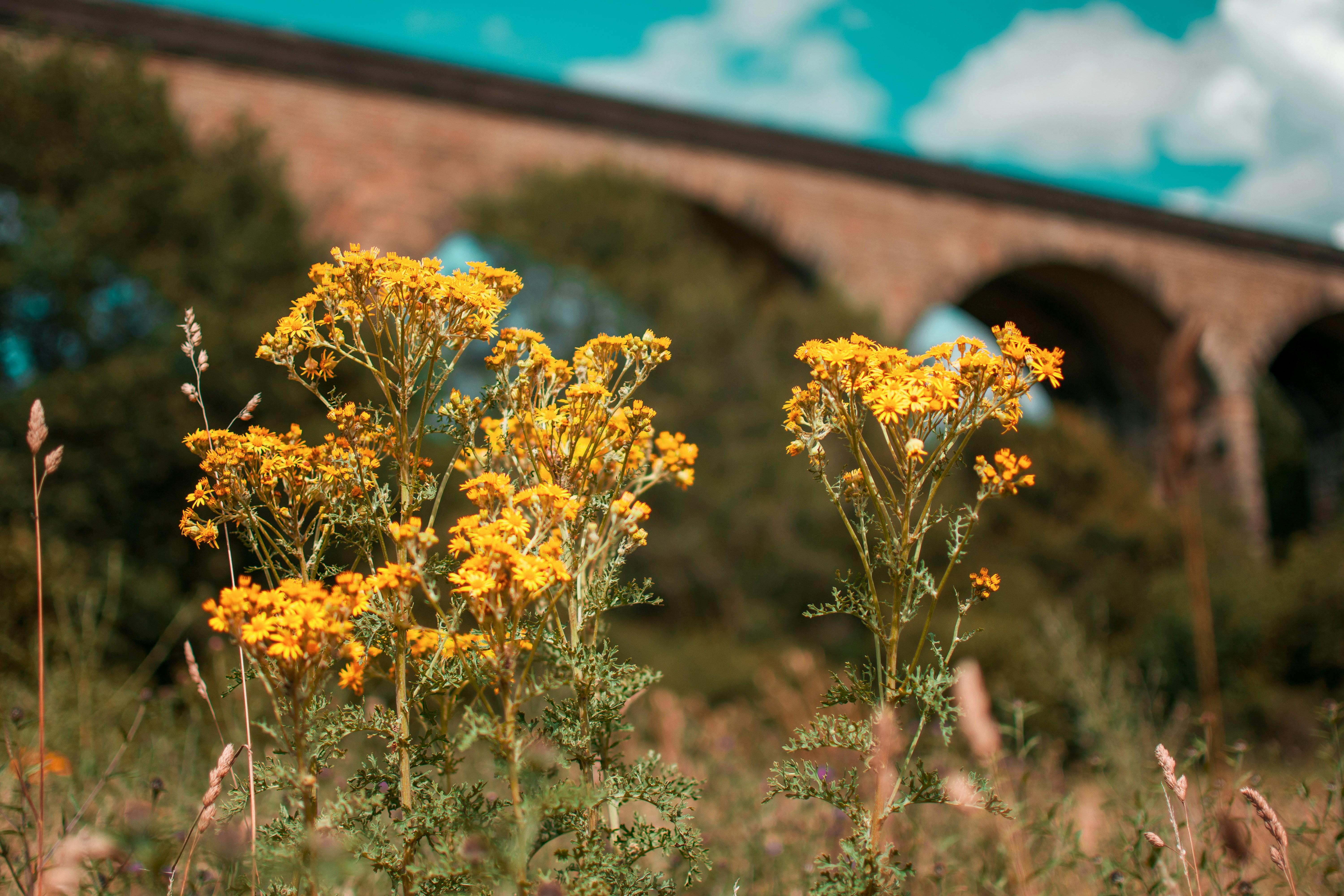 yellow flowers in tilt shift lens