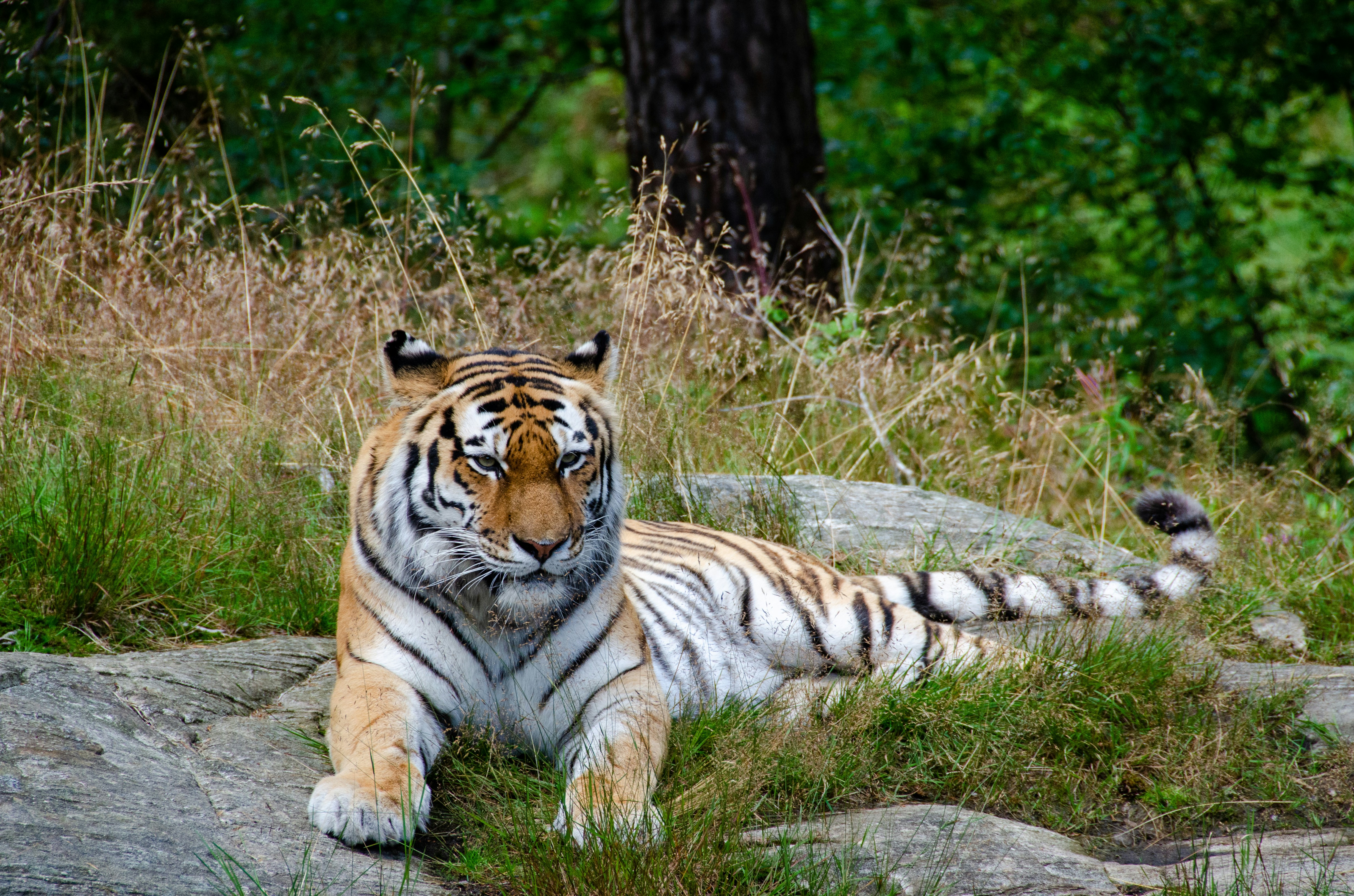 Tiger lying on green grass during daytime photo – Free Animal Image on ...