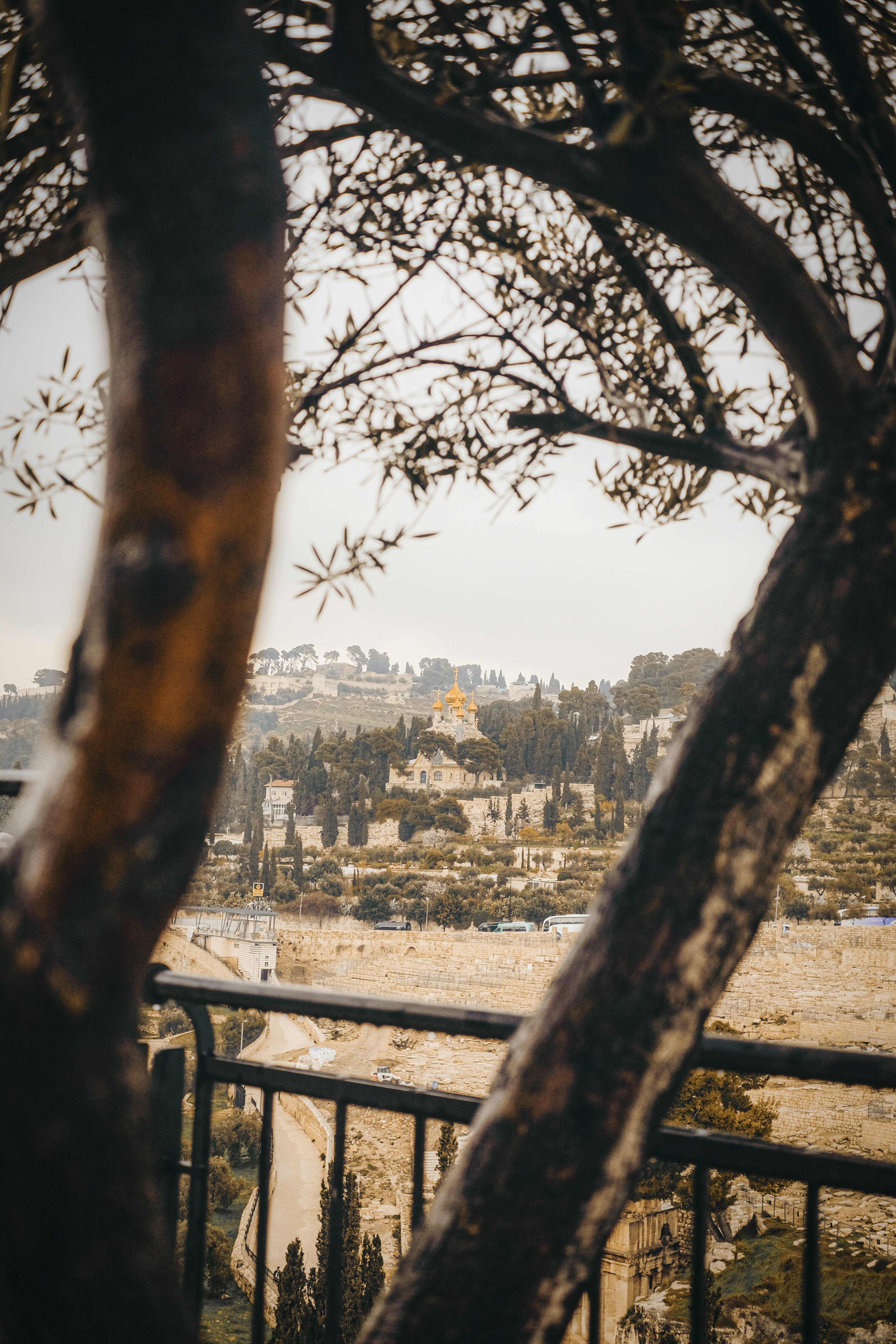 An ancient hillside framed by olive branches, revealing a glimpse of historic architecture nestled among lush greenery.
