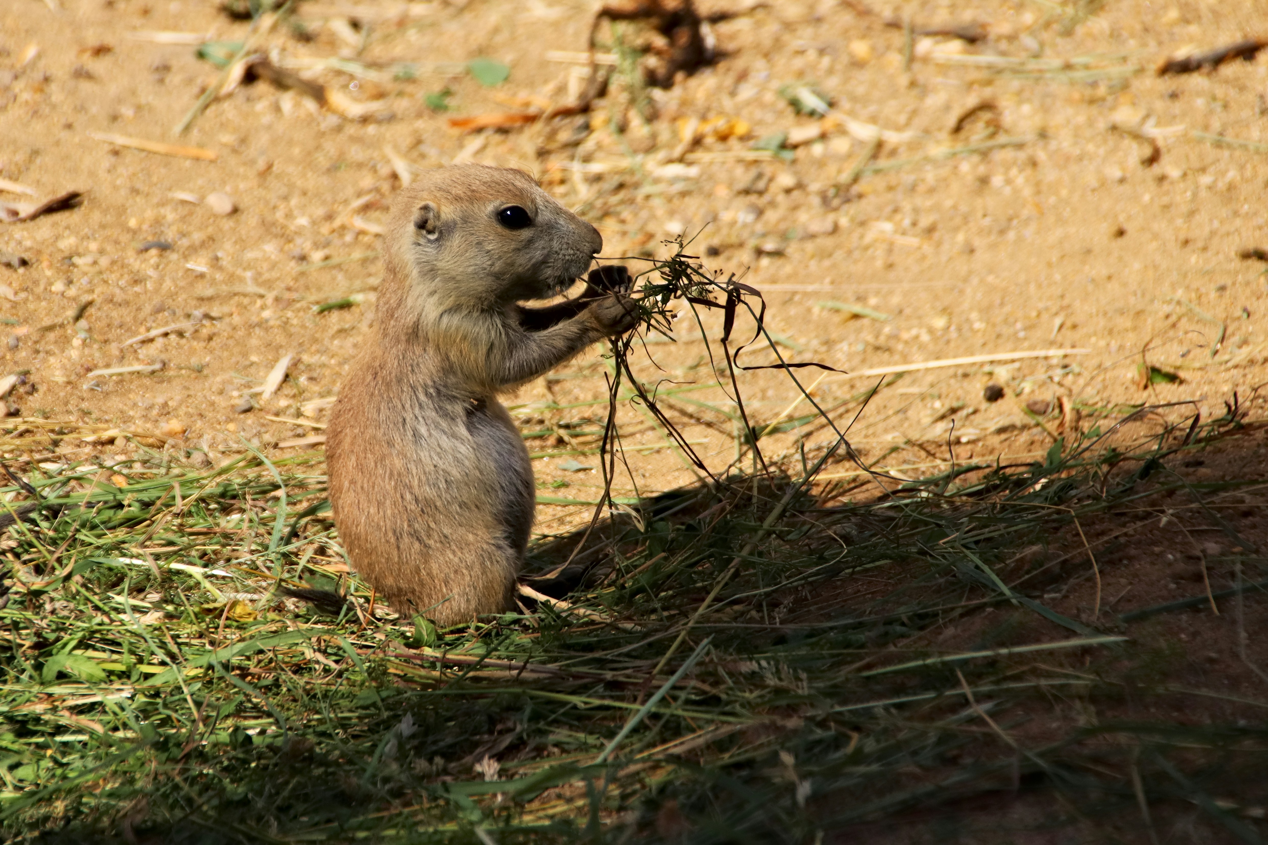 Brown rodent on green grass during daytime photo – Free Ground Image on ...