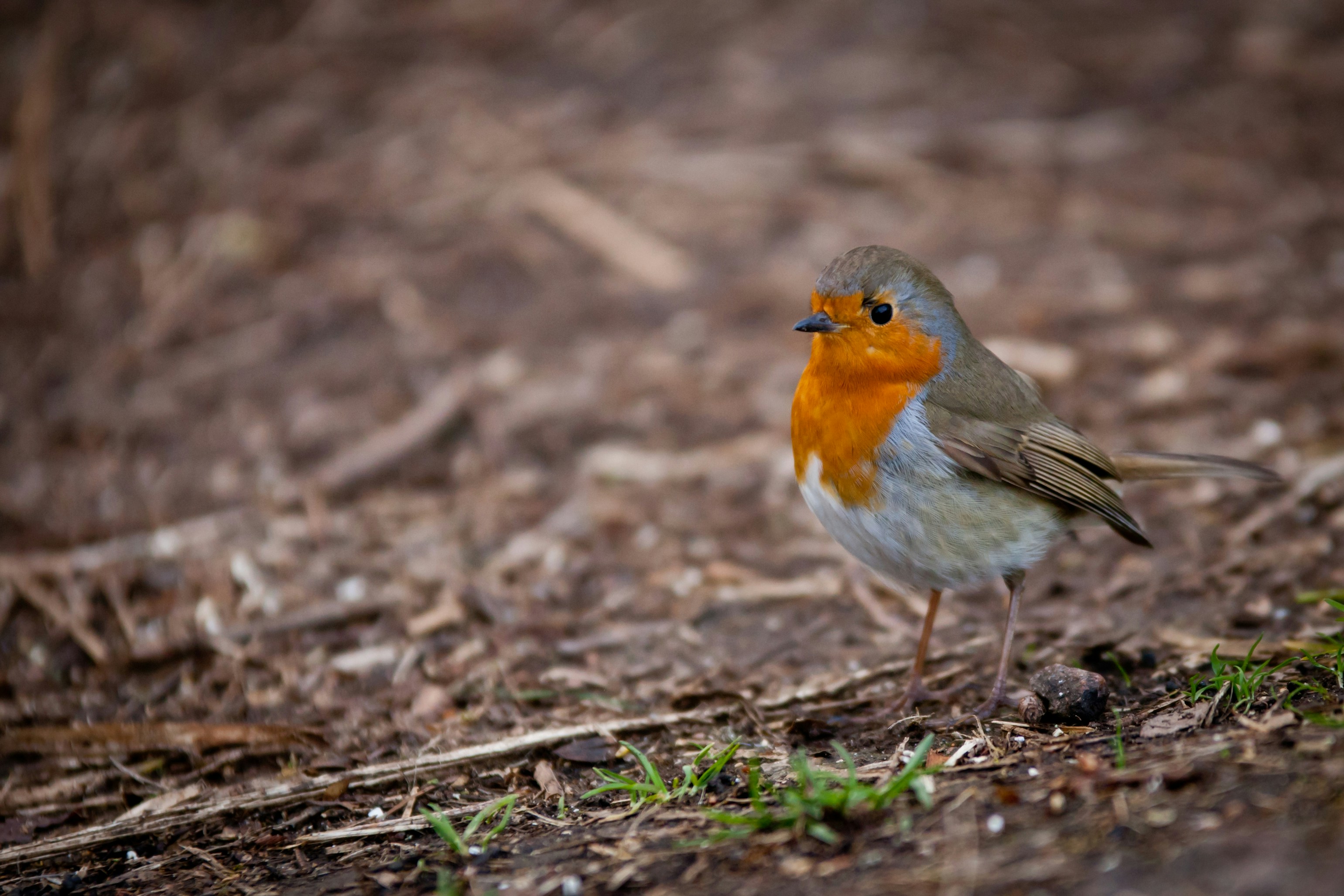 Red Robin Pictures | Download Free Images on Unsplash