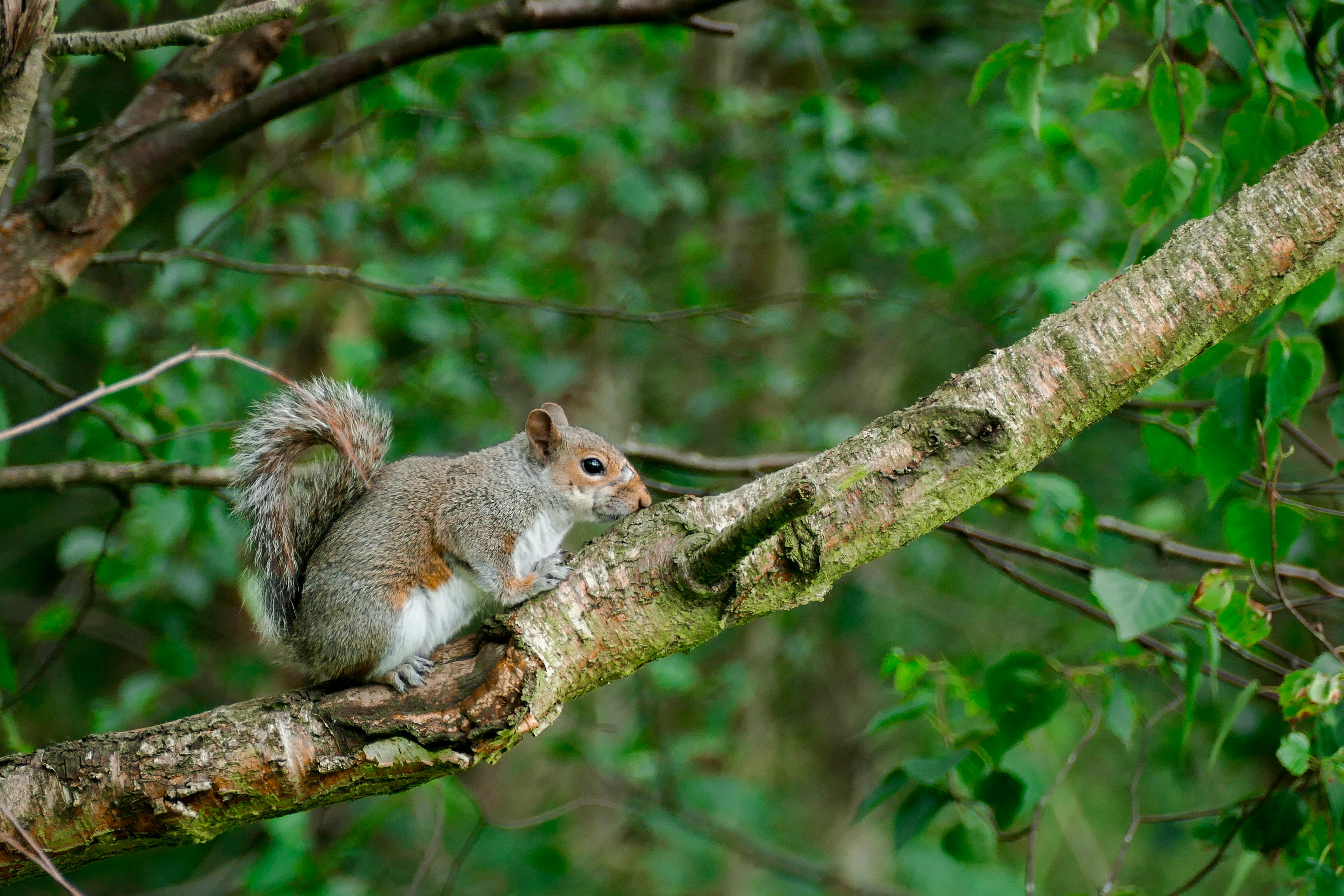 brown squirrel on brown tree branch during daytime