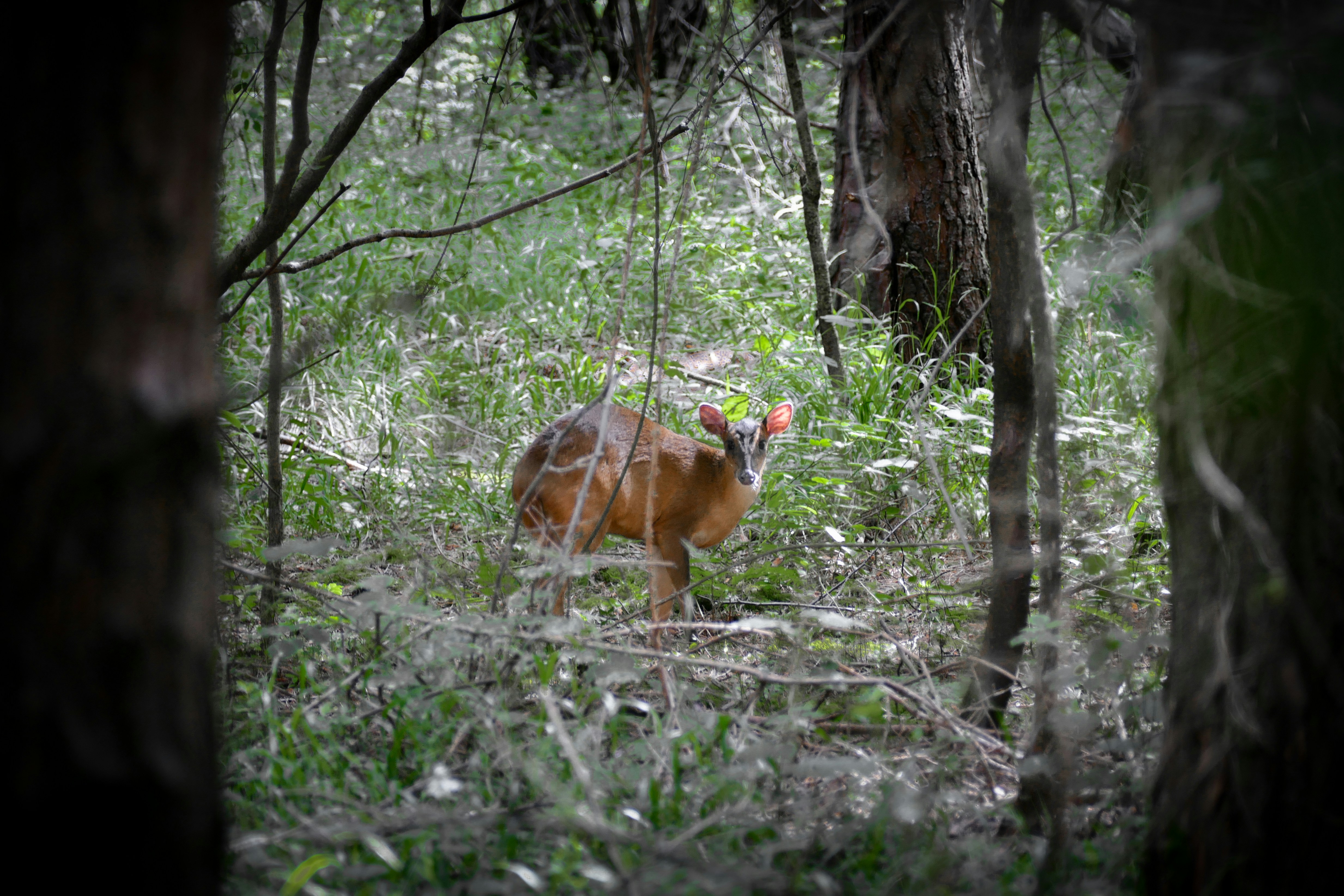 Elusive Muntjac in a Woodland Glade