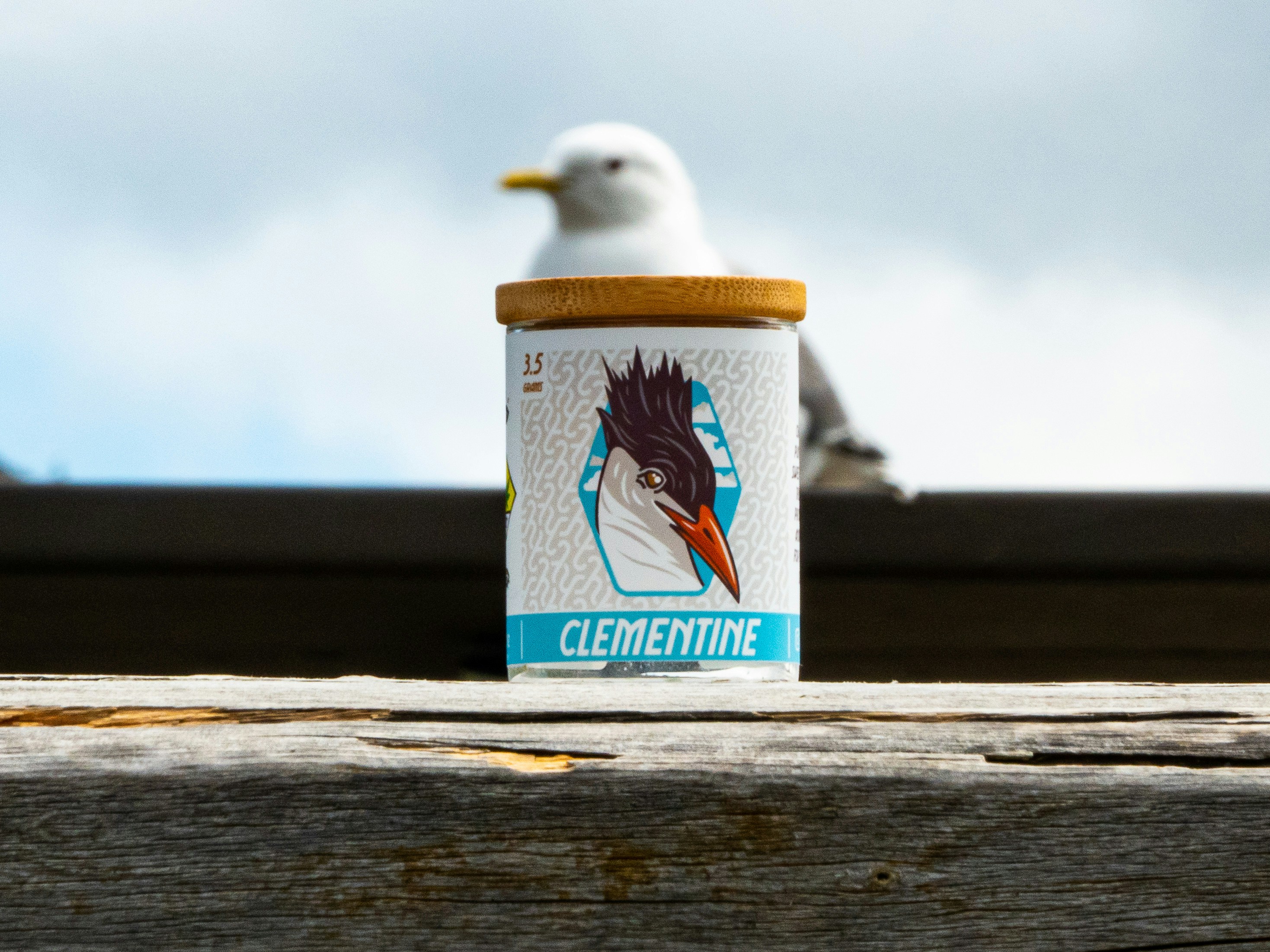 Clementine on Weathered Wood: Seaside Gaze