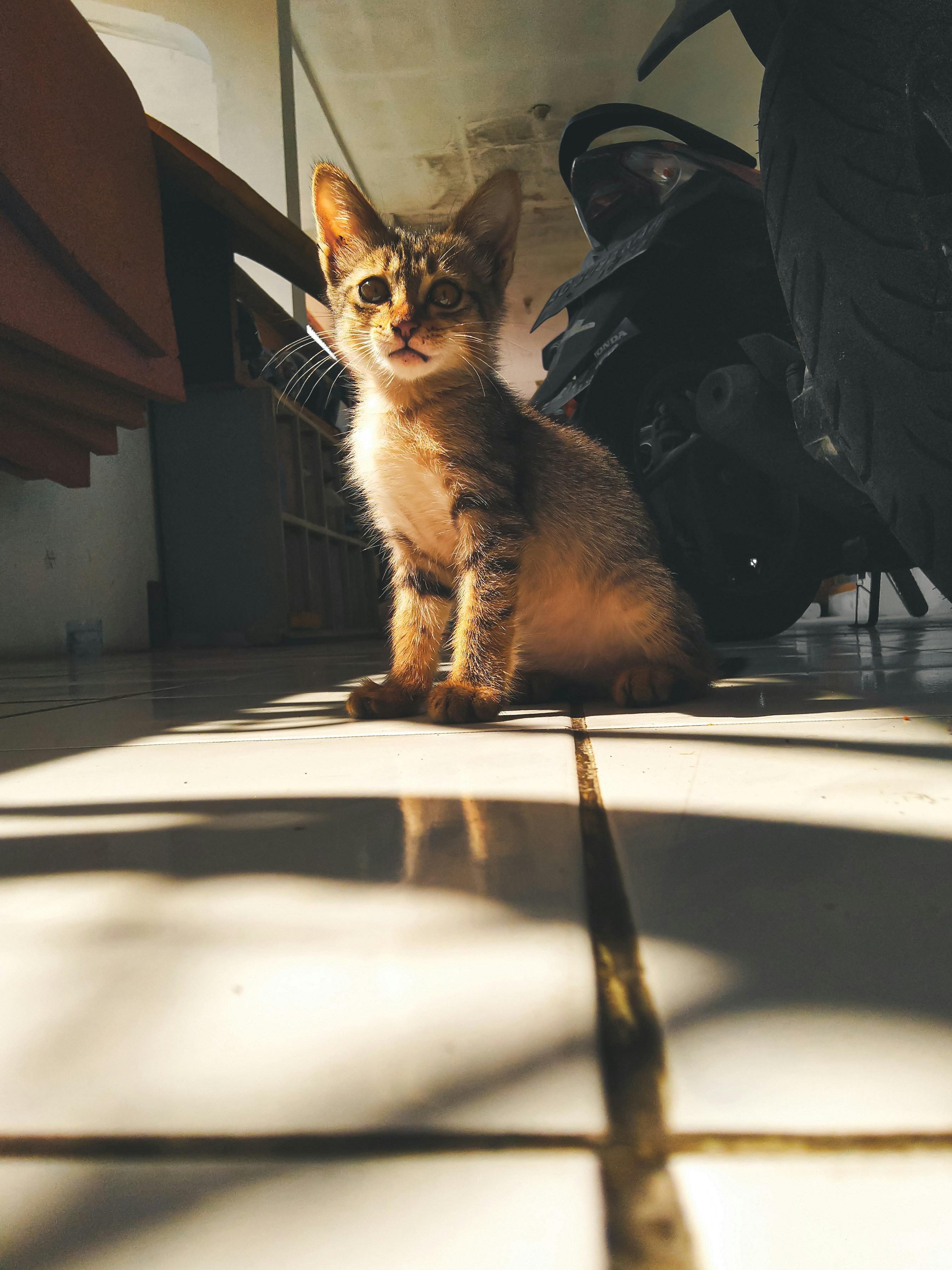 A playful kitten sits on a tiled floor, illuminated by sunlight filtering through nearby objects, casting intriguing shadows.