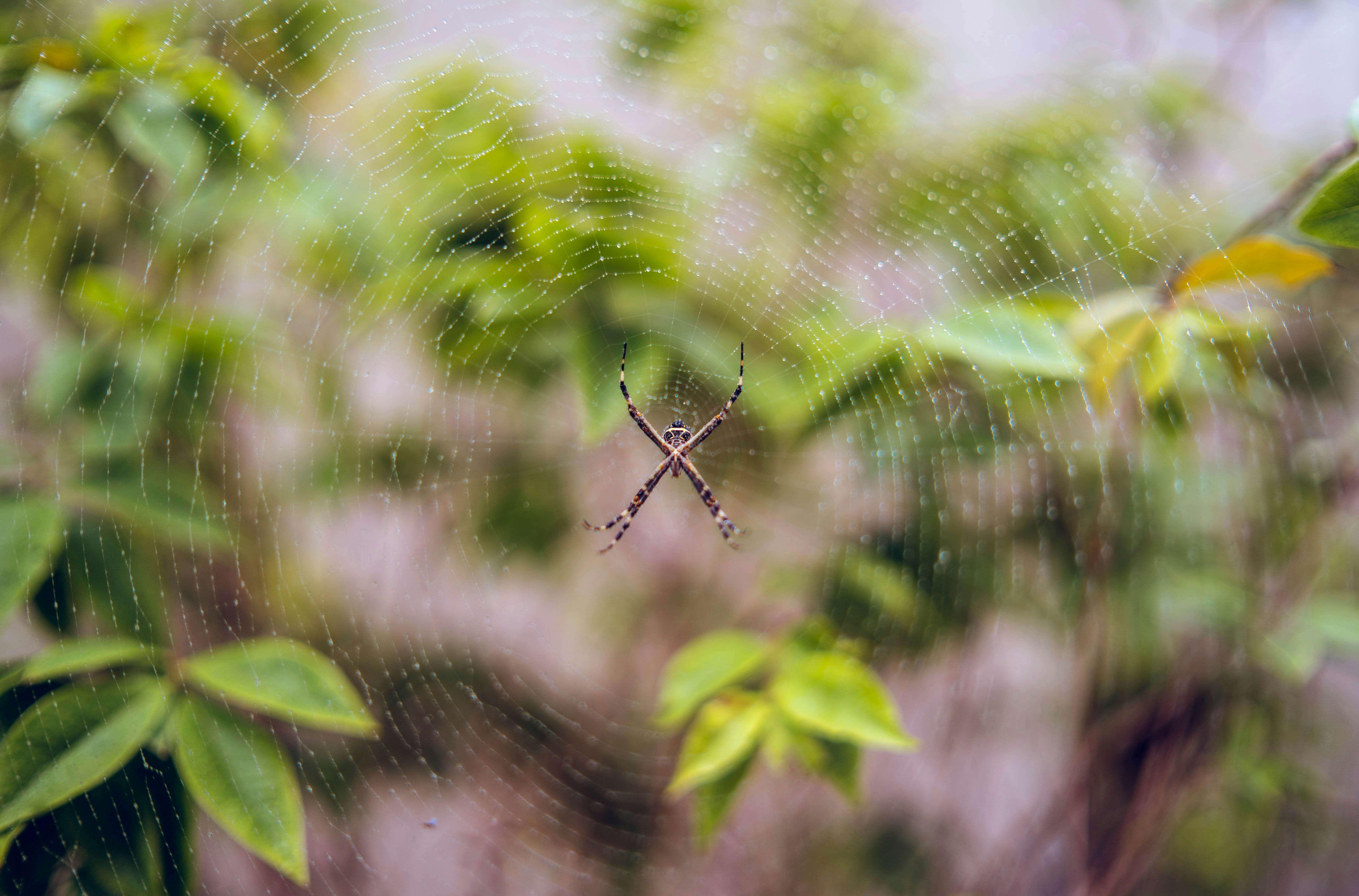 Foto Tela de araña en planta de hoja verde – Imagen Insecto gratis en ...