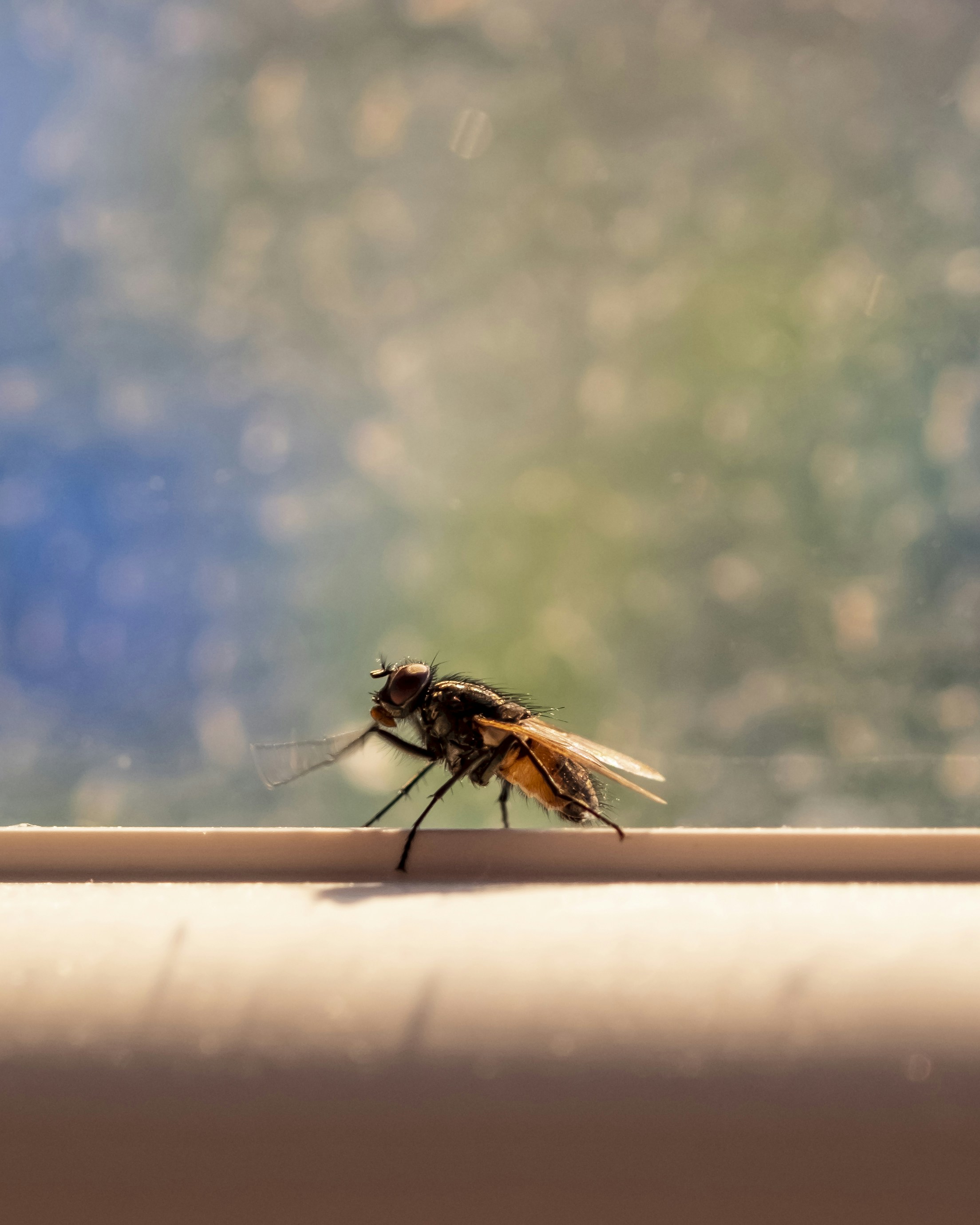 Tiny Acrobat on a Fence: A Dragonfly's Hover over Morning Glass
