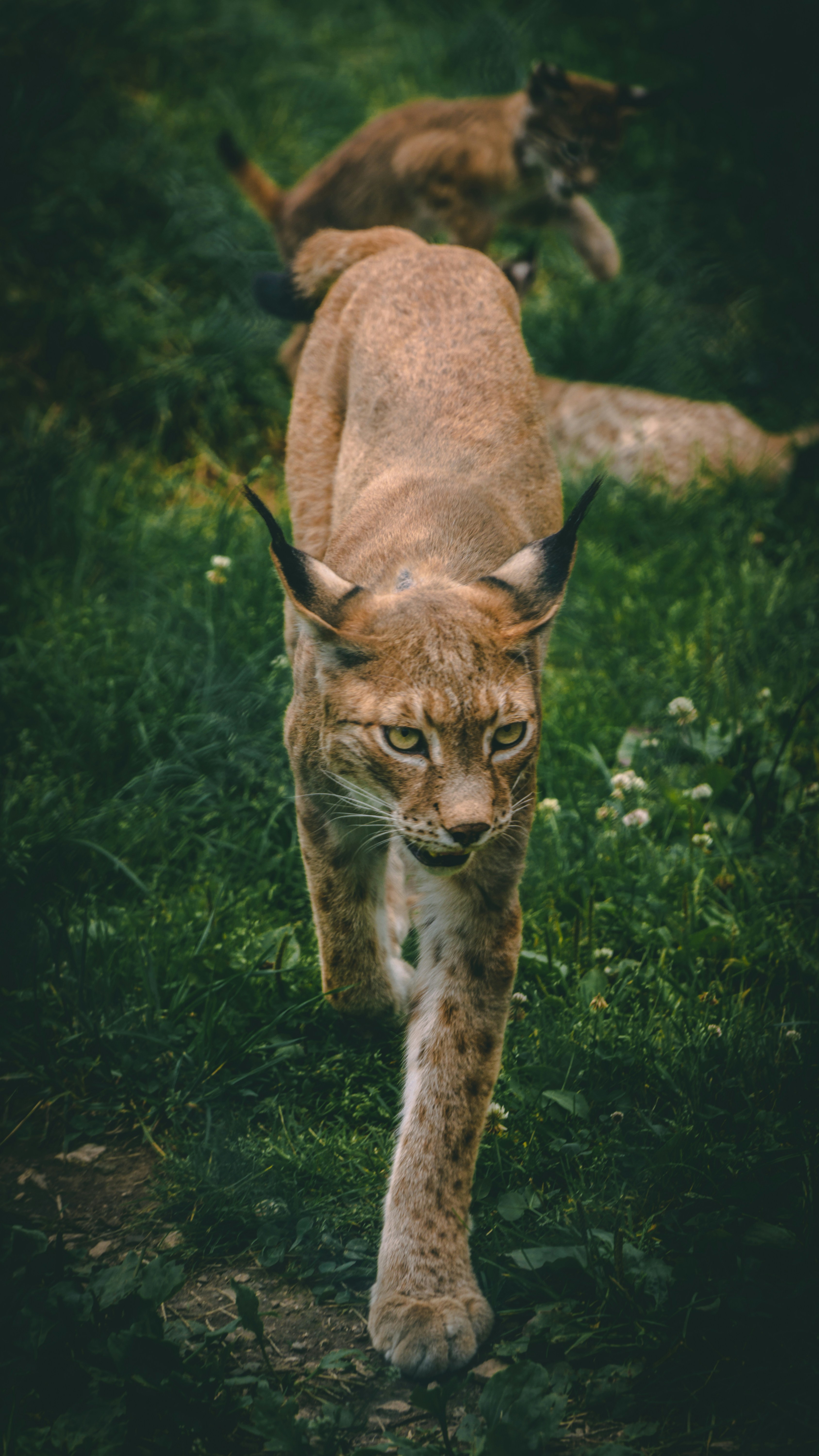 500+ Lynx Pictures [HD] | Download Free Images on Unsplash