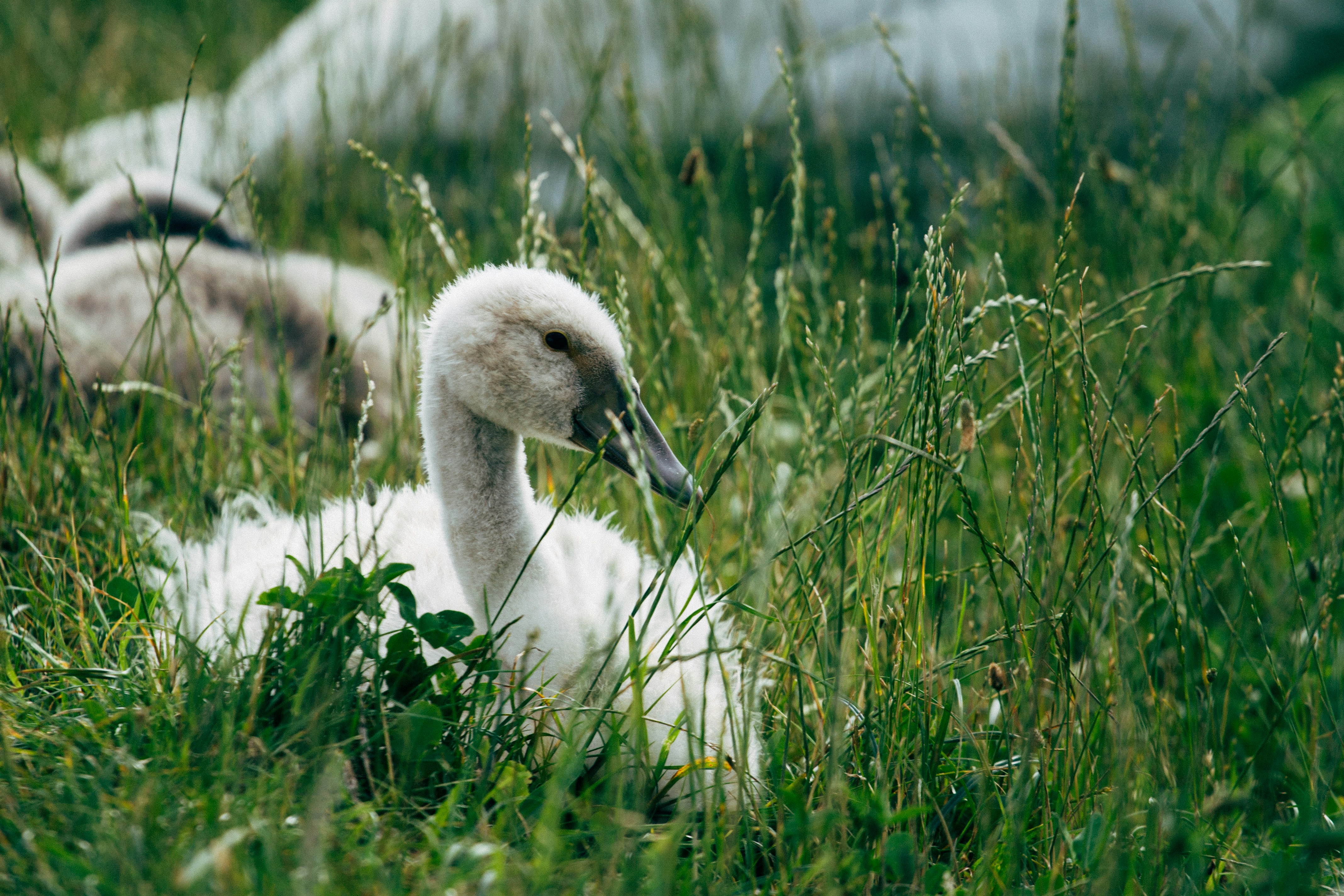 Cygnet in Green Quiet: A Close-Up Moment in Tall Grass