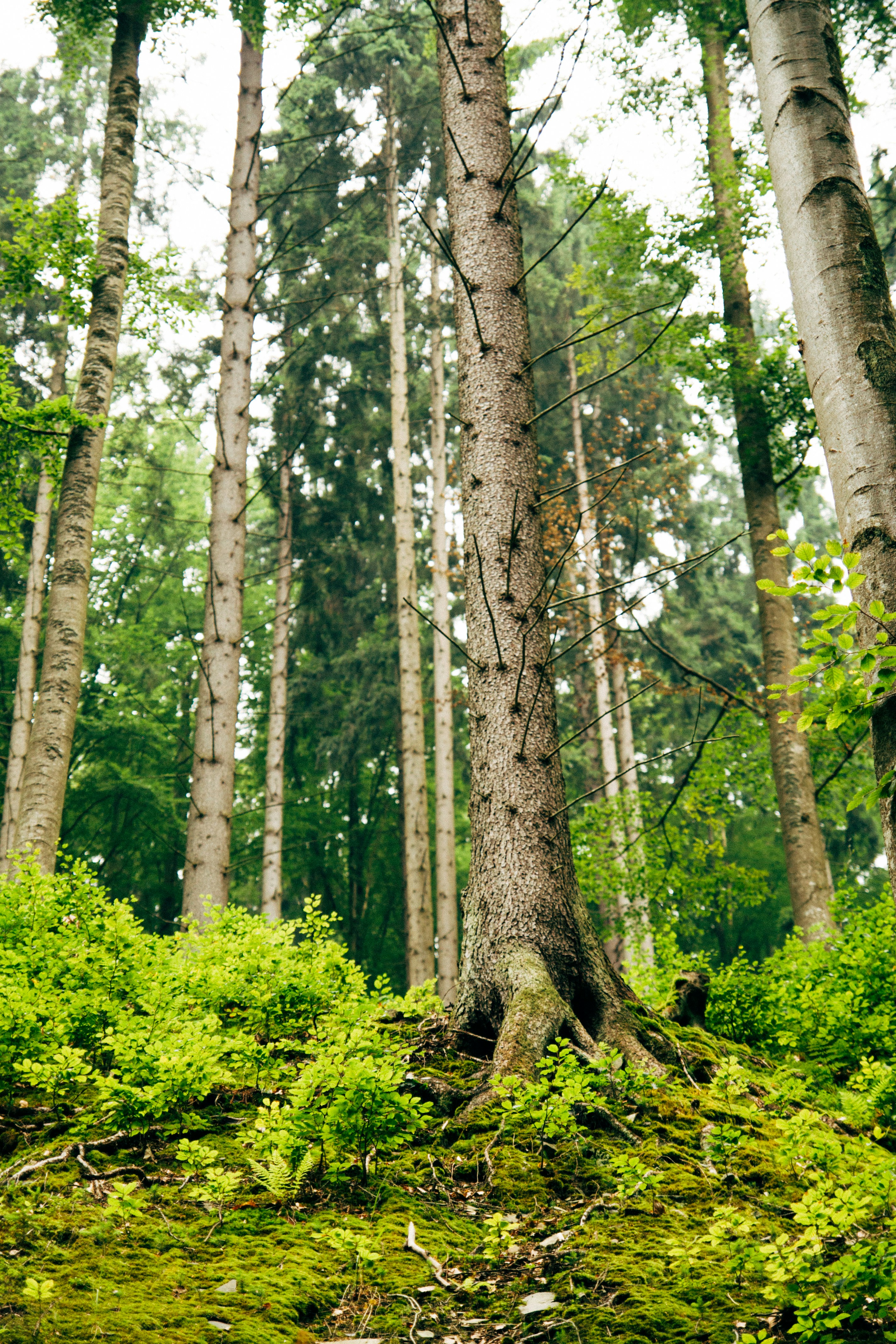 Tall trees rise majestically from a lush green undergrowth, showcasing the vibrant life within the forest. The interplay of light and shadow creates a serene atmosphere.
