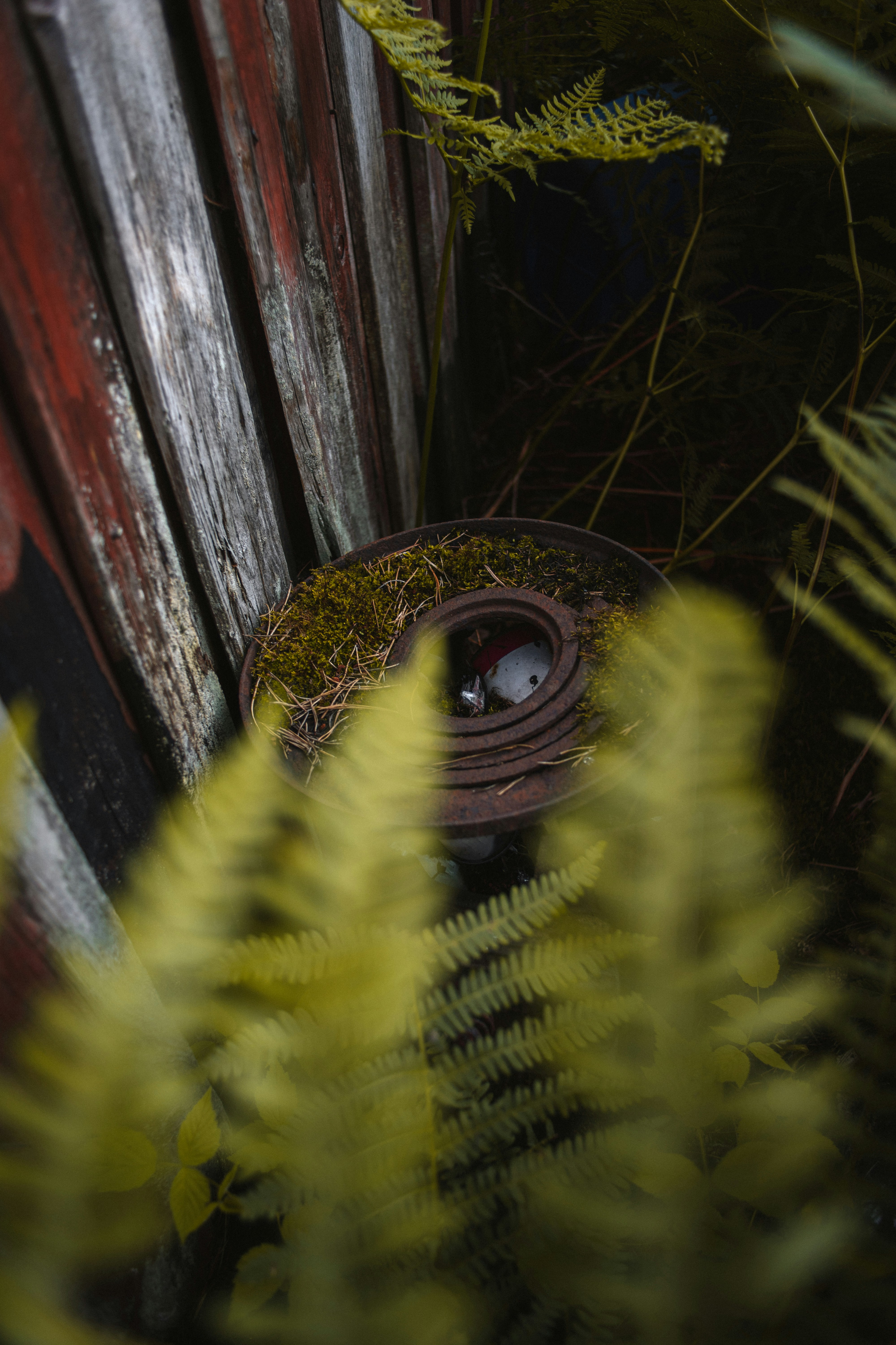 Nature's Reclamation: A Rusty Reminder