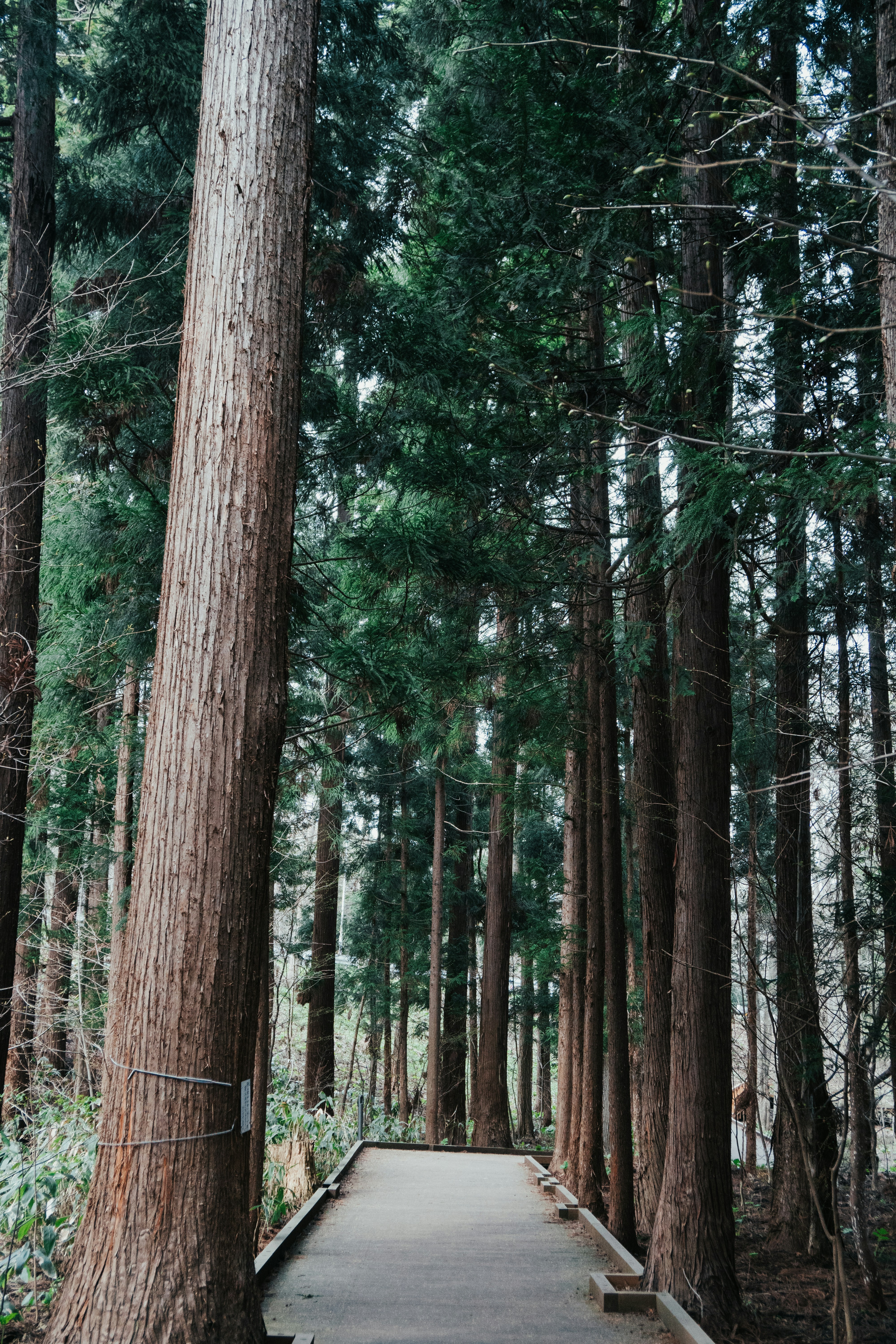 Long Trees Pictures | Download Free Images on Unsplash