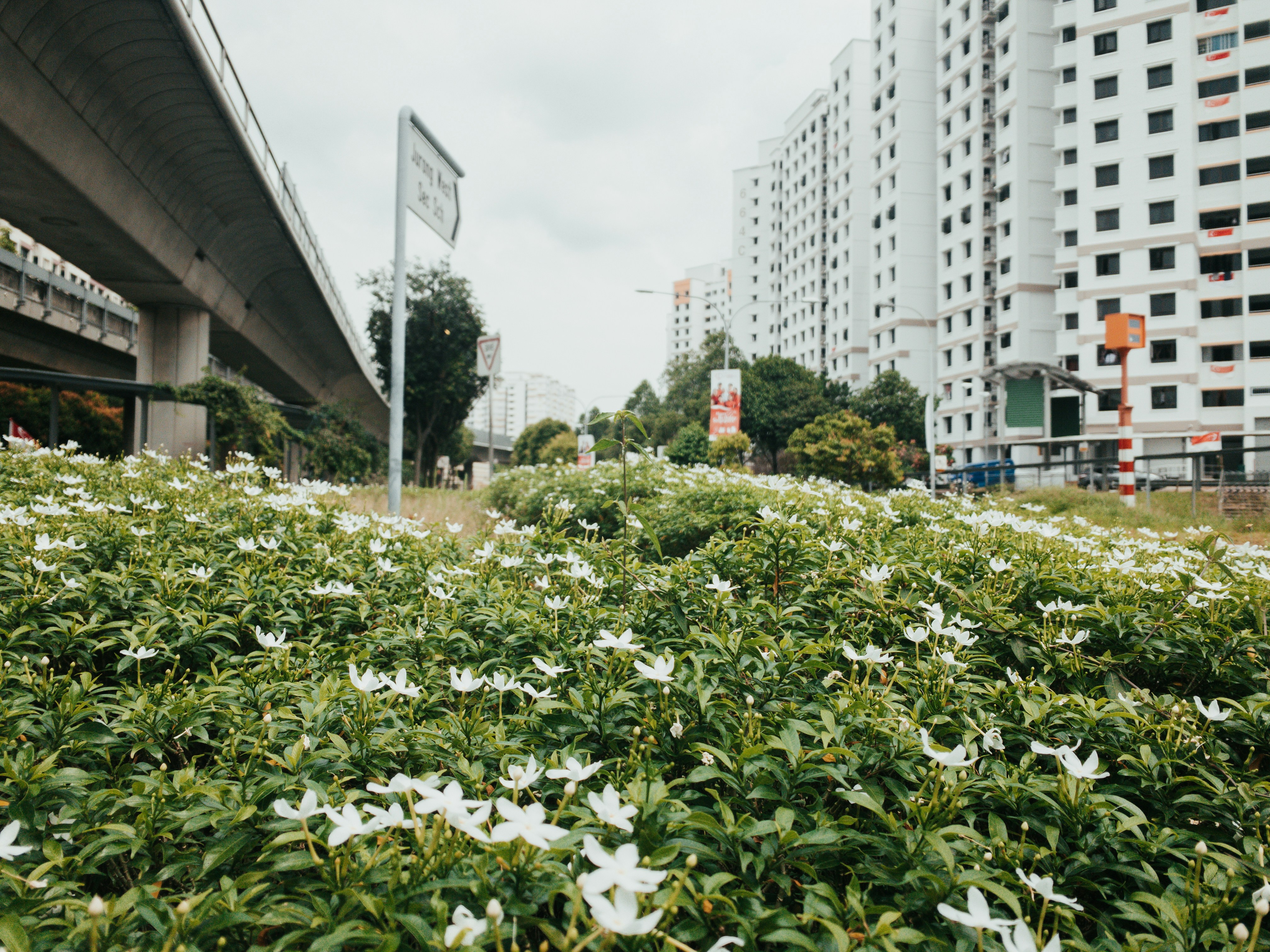 green plants near white concrete building during daytime