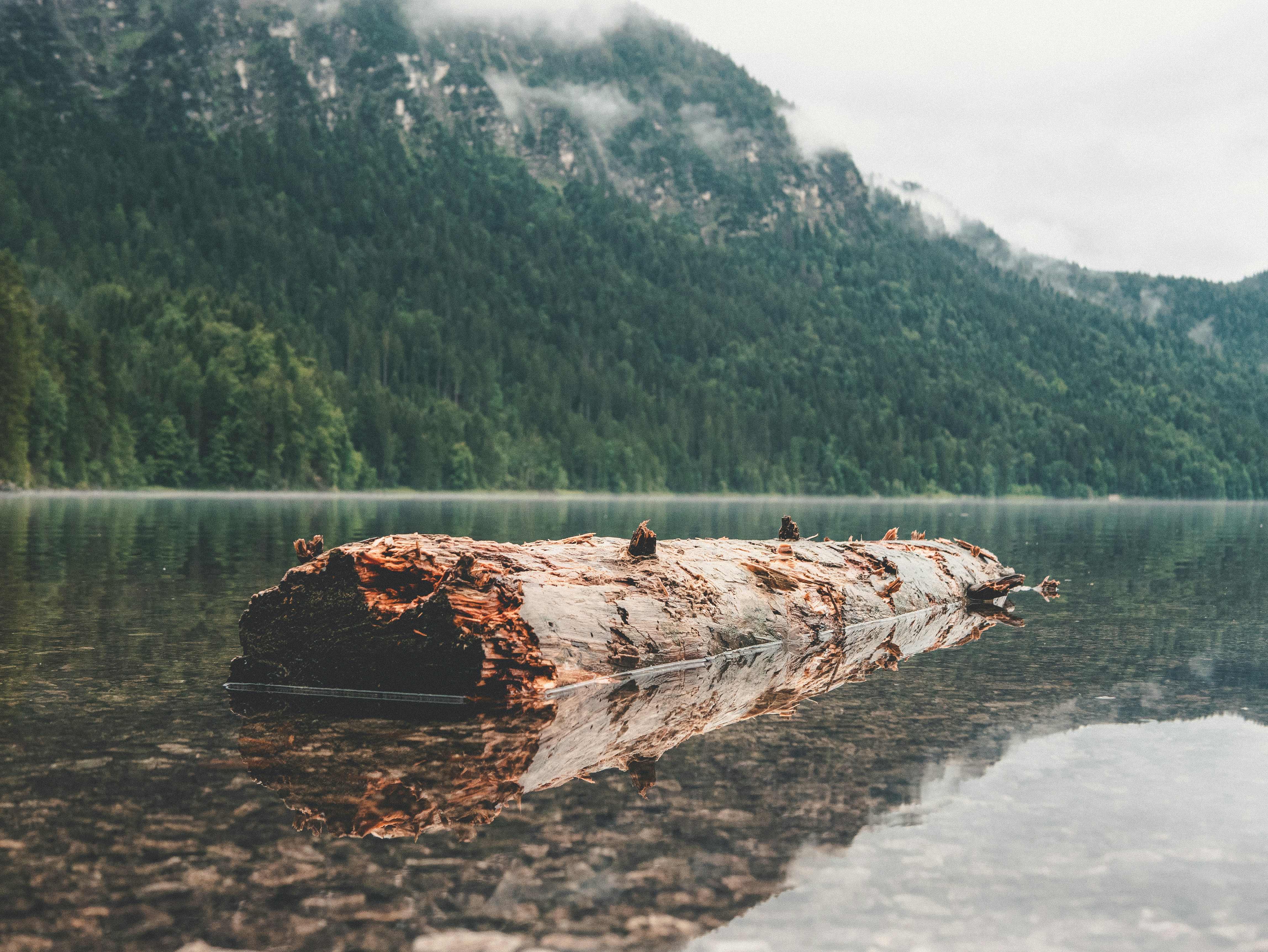 Tree Log Pictures | Download Free Images on Unsplash