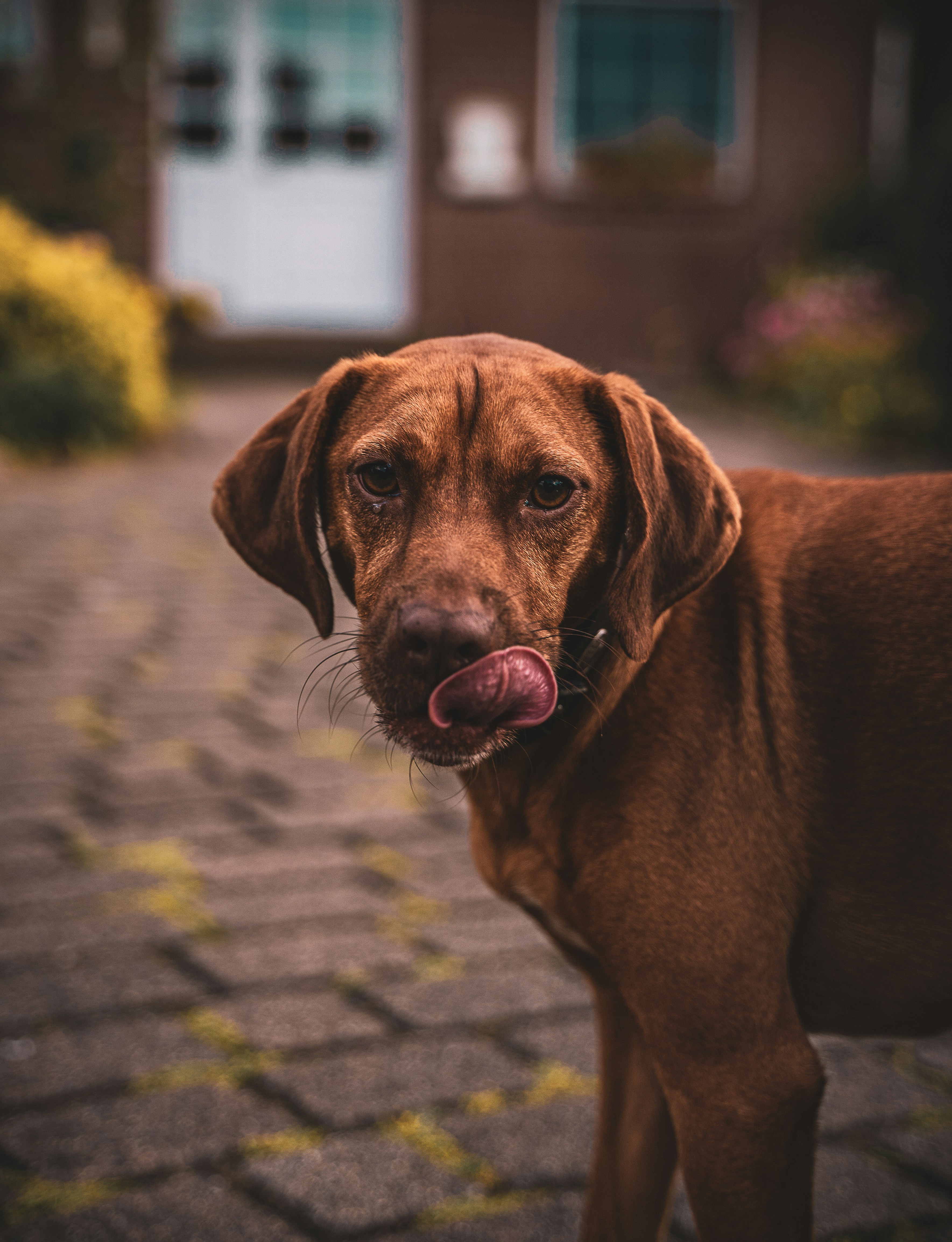Sunlit Suburban Stare: a brown hound pauses mid-lick on a brick driveway