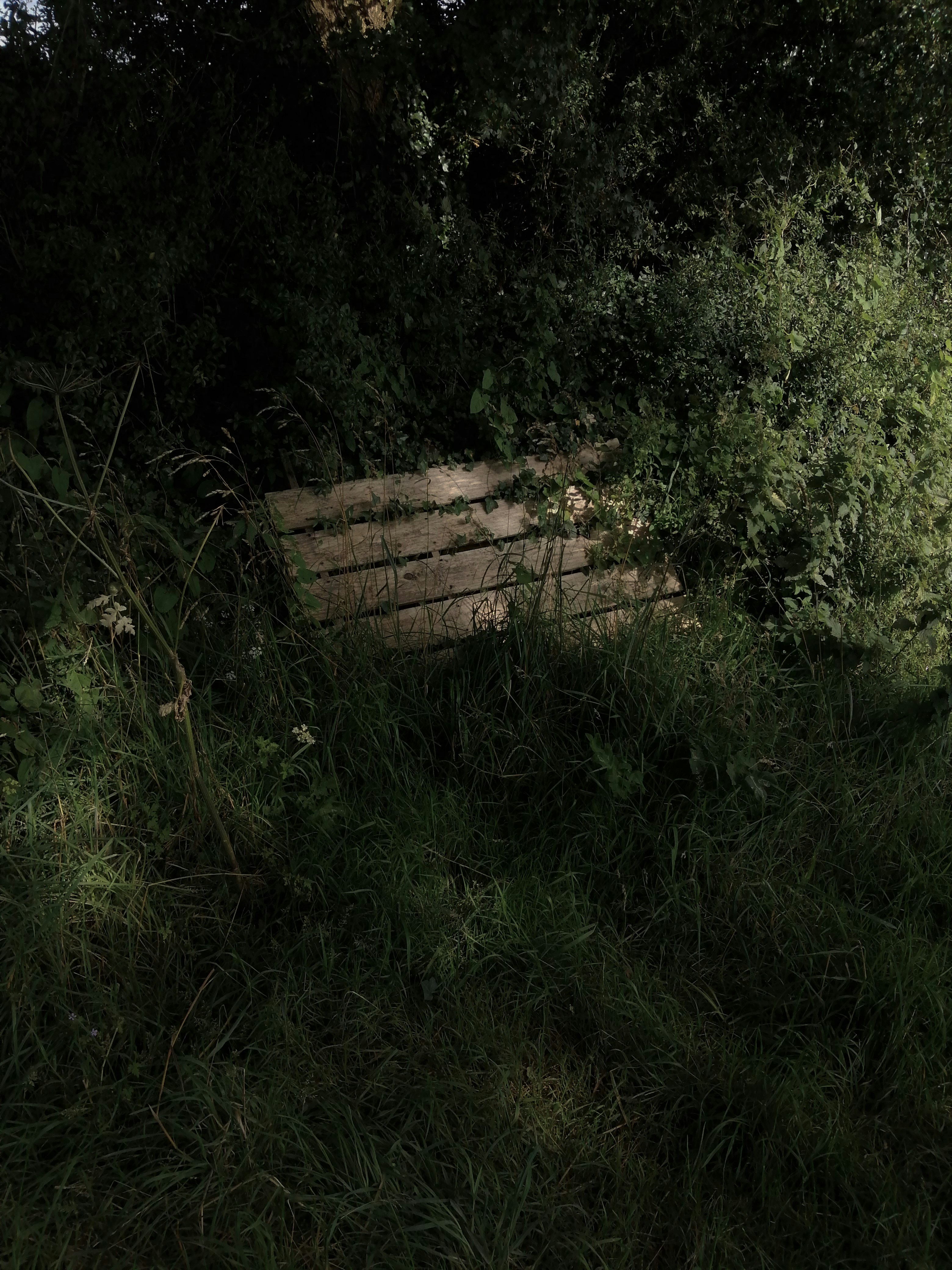 An abandoned wooden bench partially obscured by overgrown grass and foliage, illustrating nature's gradual reclamation of man-made structures.